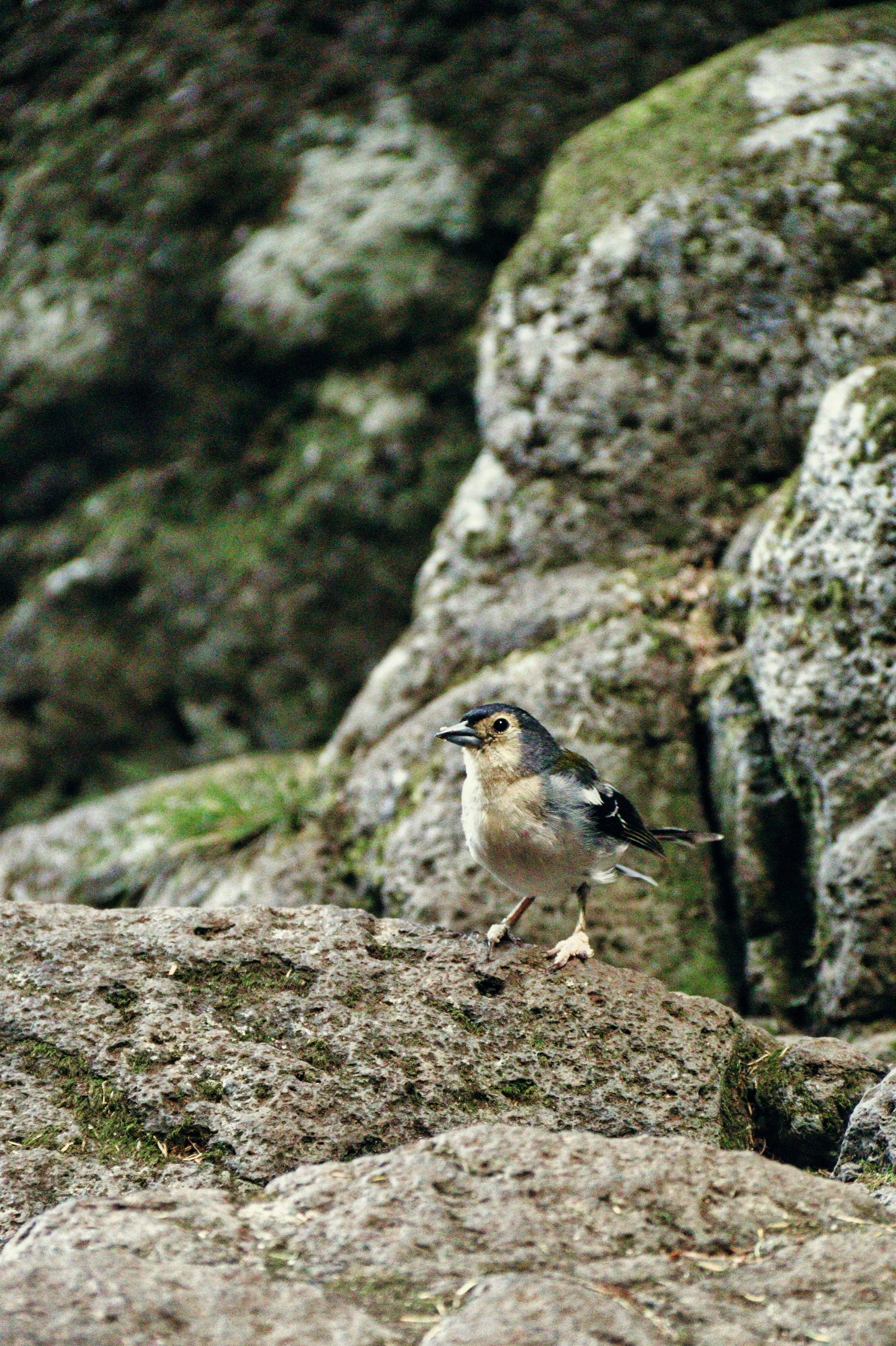 Tiny passerine on a weathered, moss-dusted rock