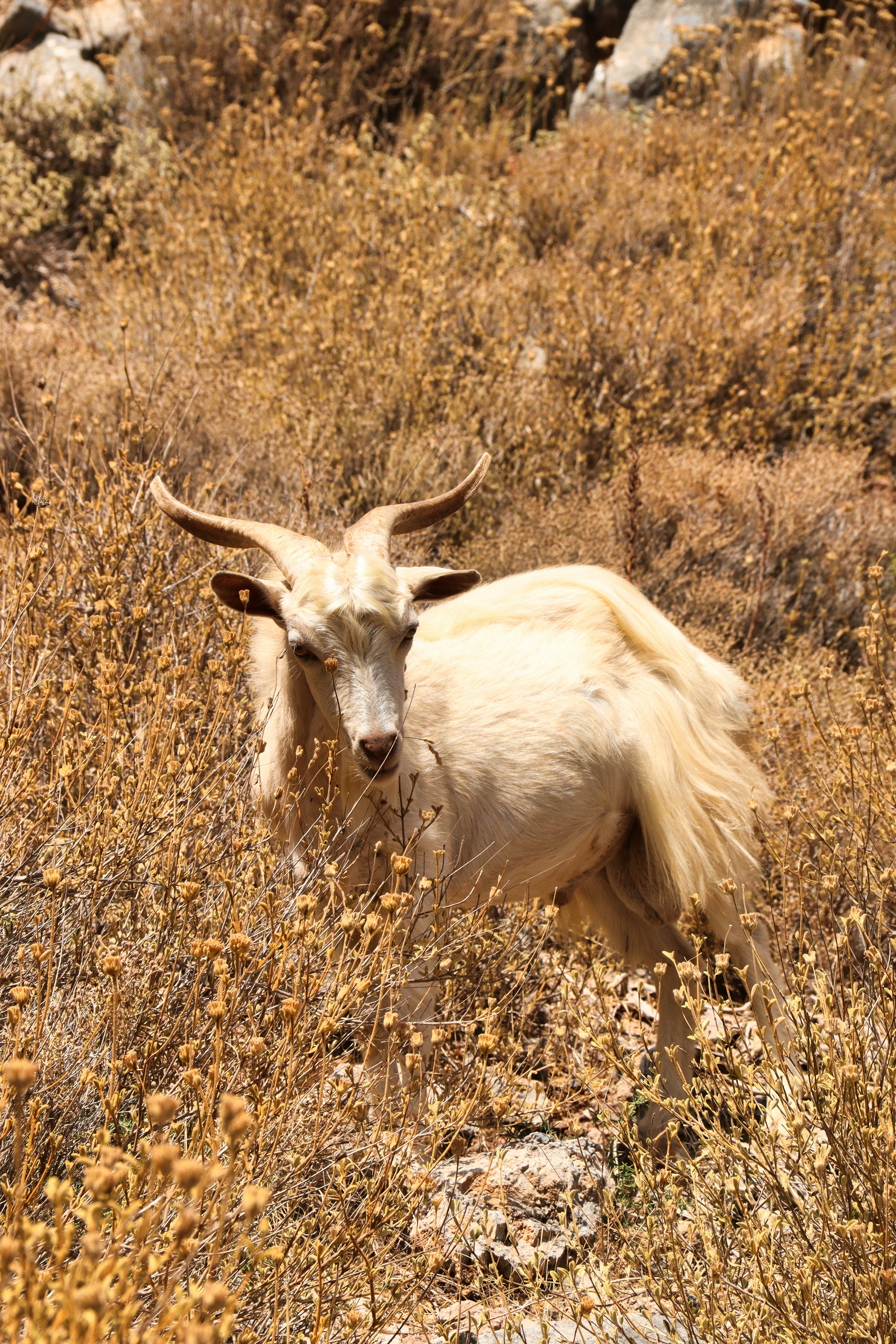 Golden Scrub Guardian: A Cream Goat in Arid Highlands