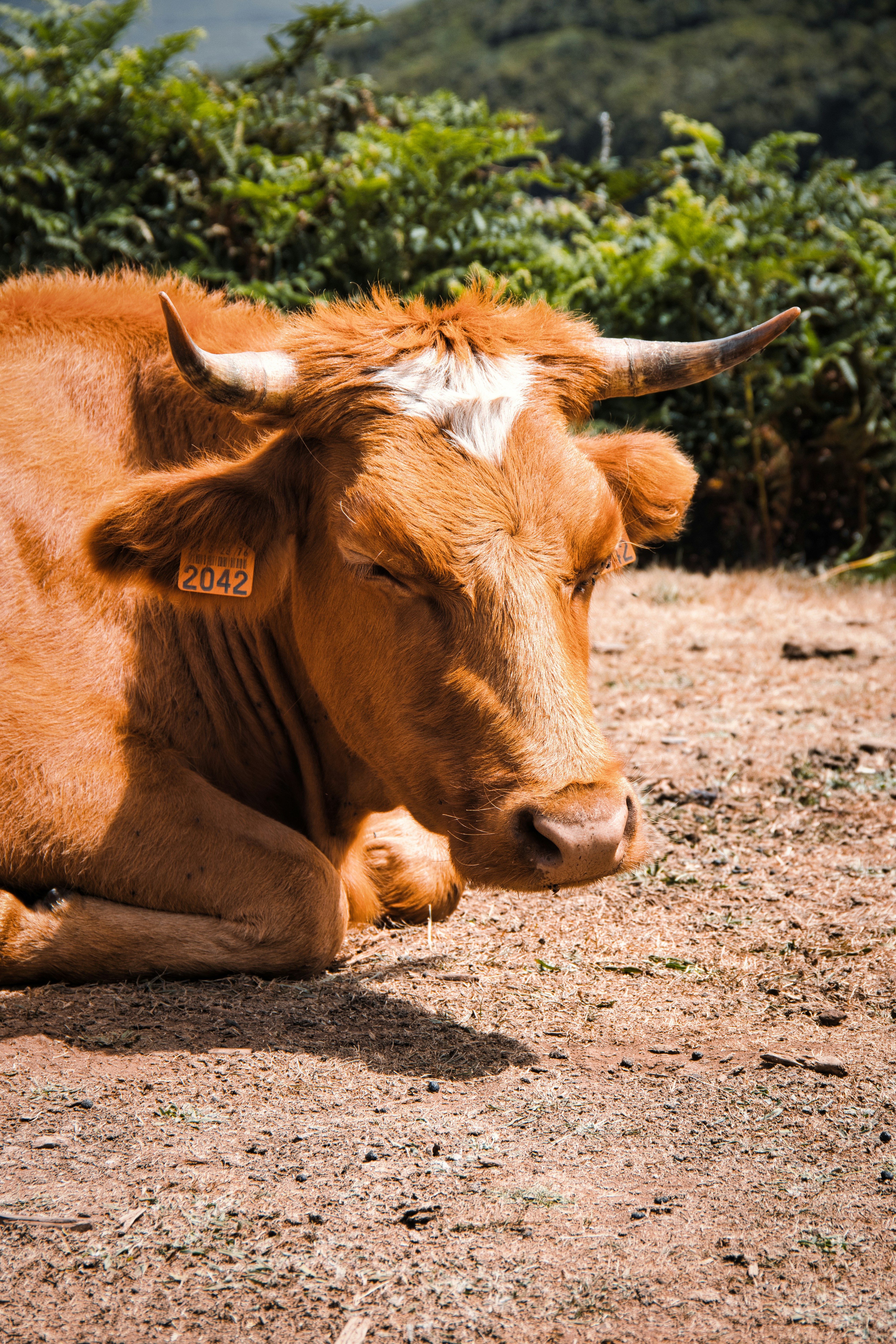 Sunlit Rest: A Golden Brown Cow with Horns in a Dusty Clearing