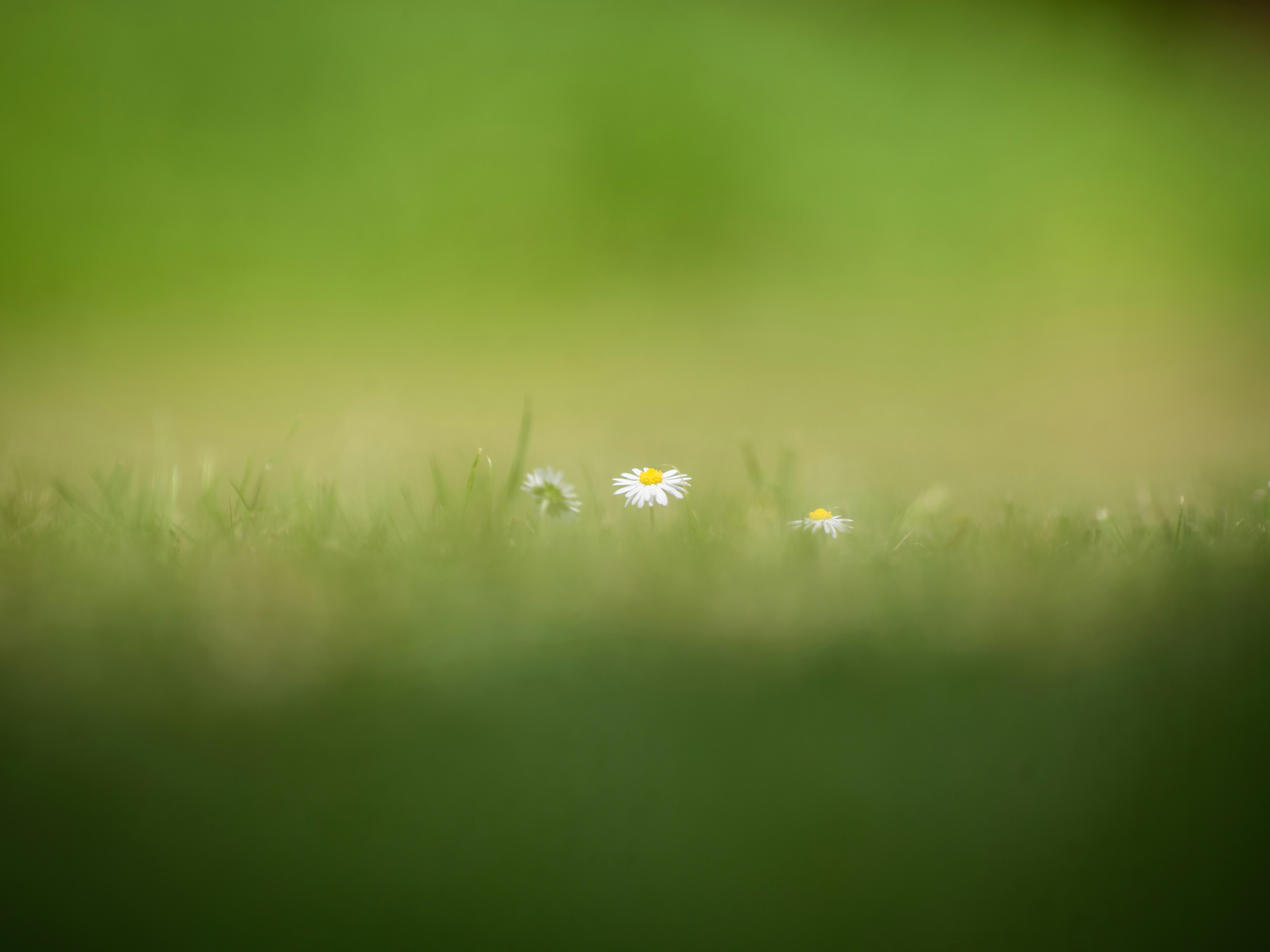 A couple of daisies sitting on top of a lush green field photo – Free ...