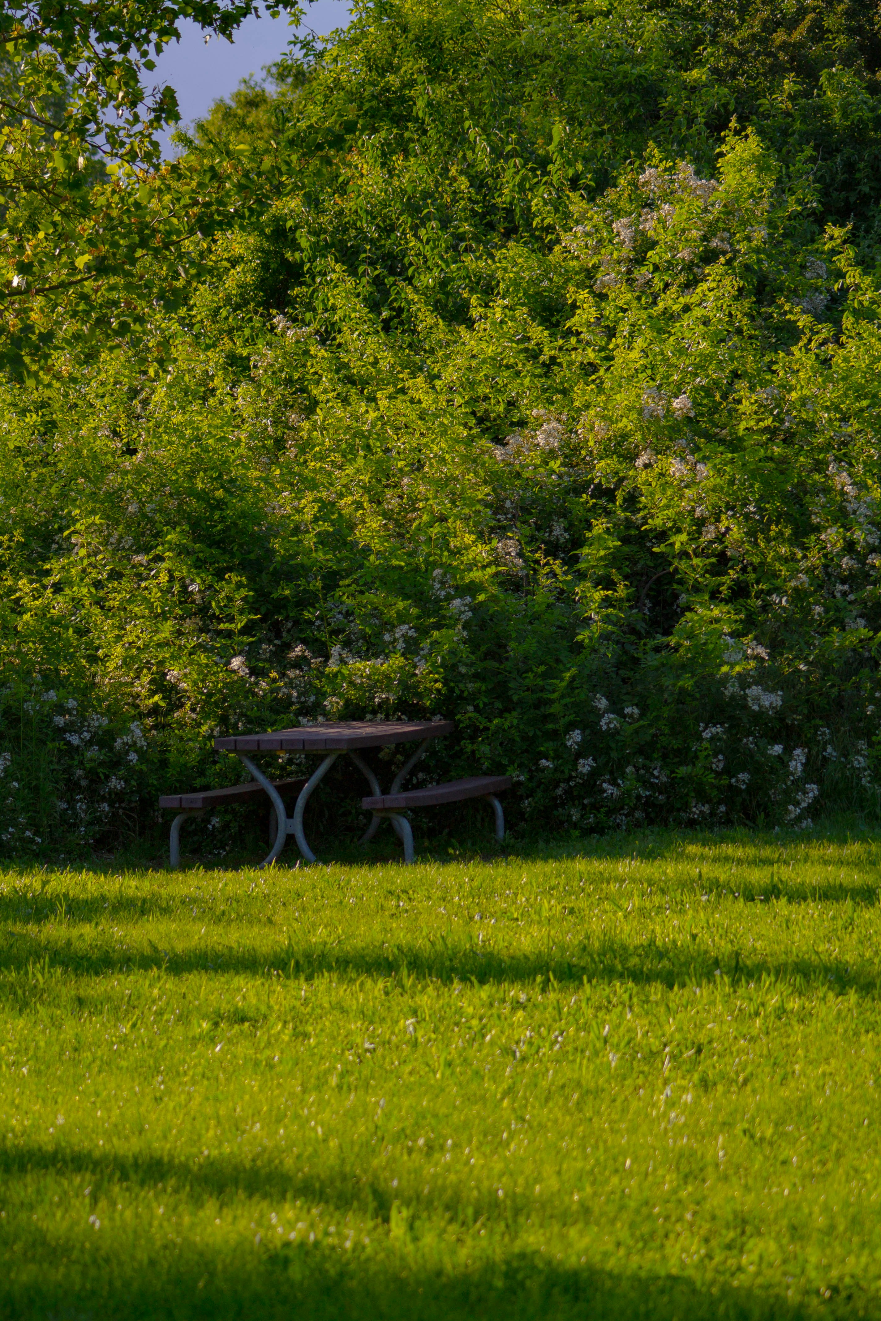 Shade and Sunshine: A Secluded Park Picnic Table Amid Lush Greenery