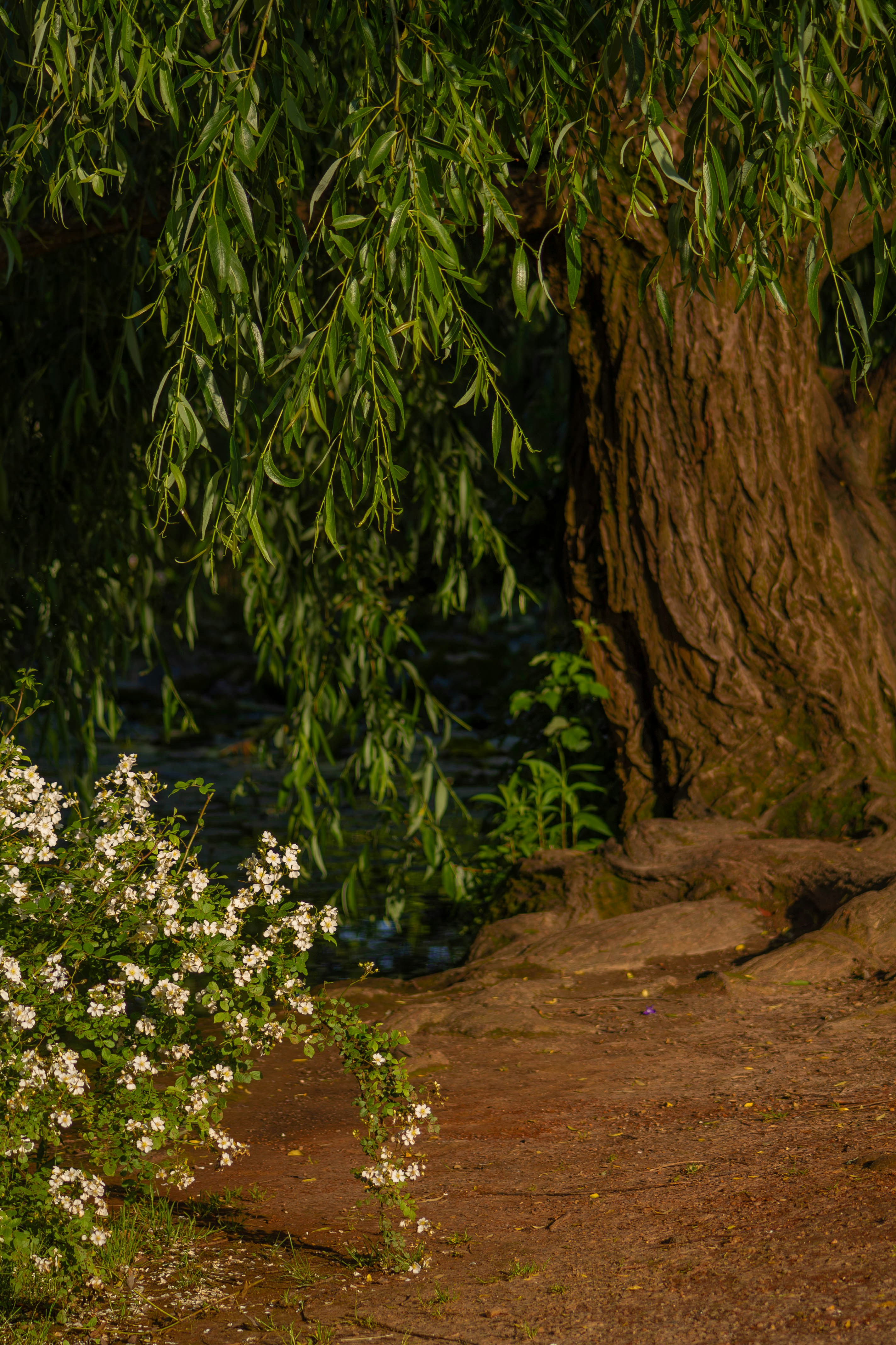 Riverside Tranquility: Weeping Willow Drapes and White Blooms