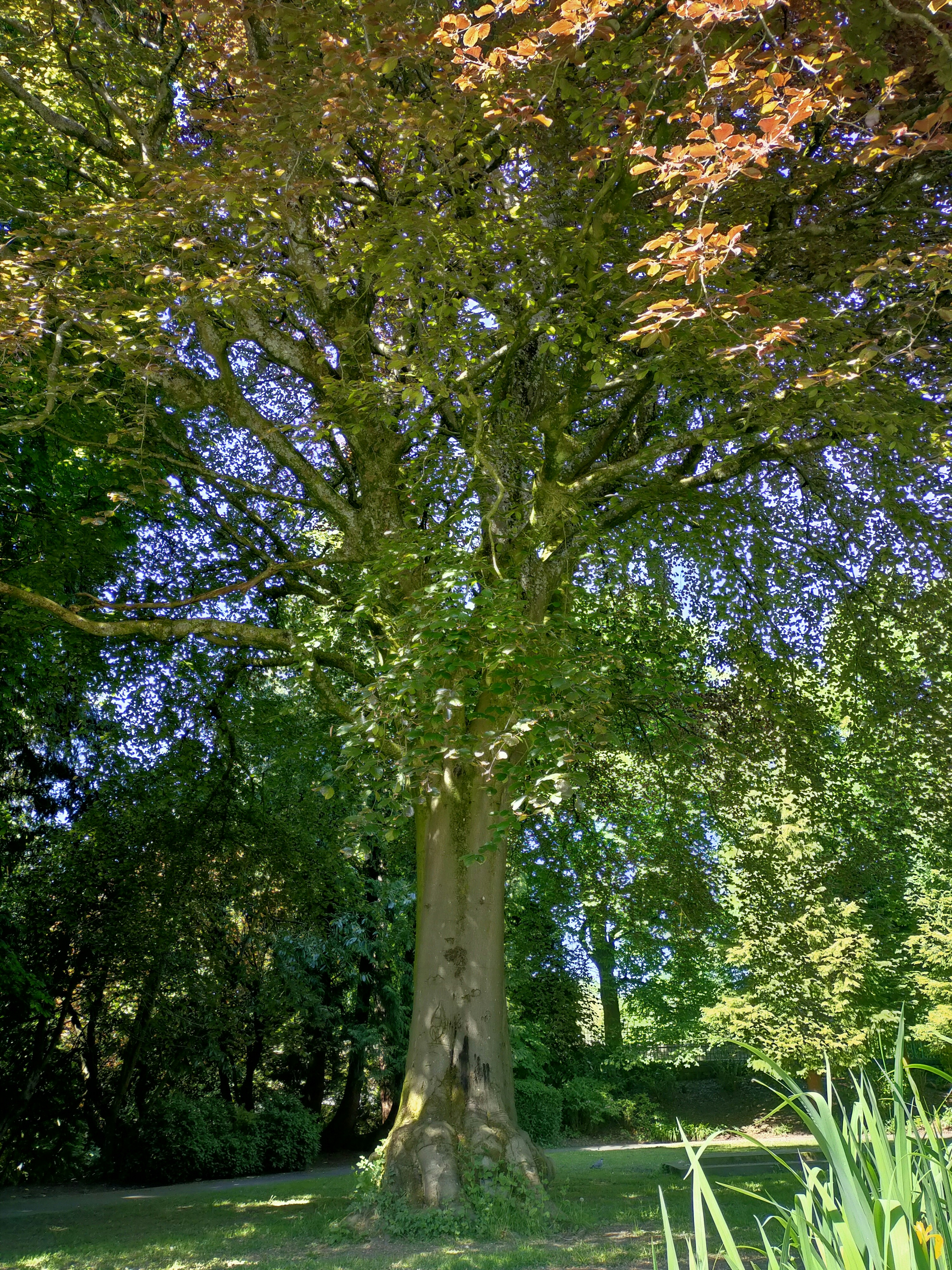 Nature is always beautiful 🌳💚