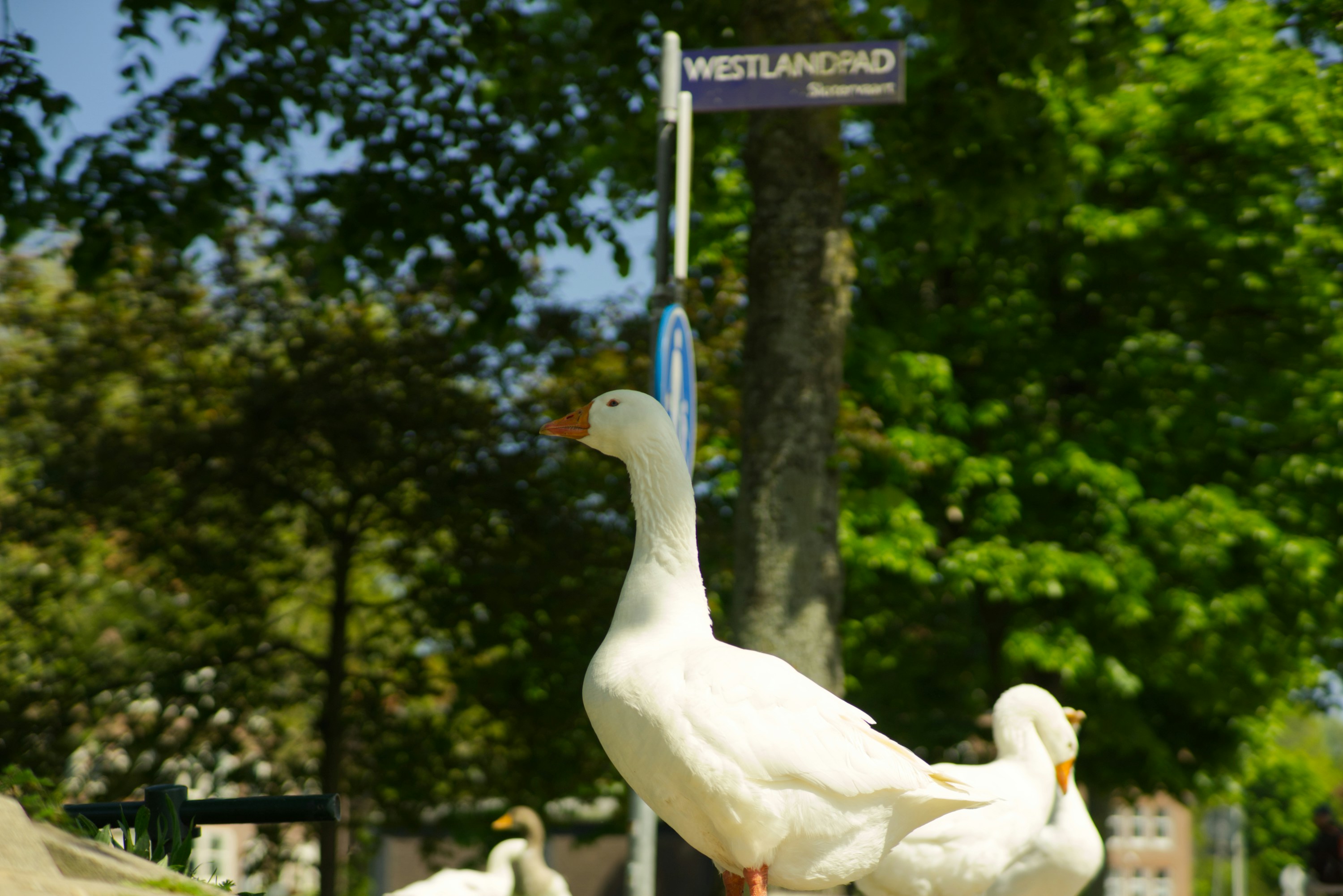 White Goose at a Sunlit Park Signpost