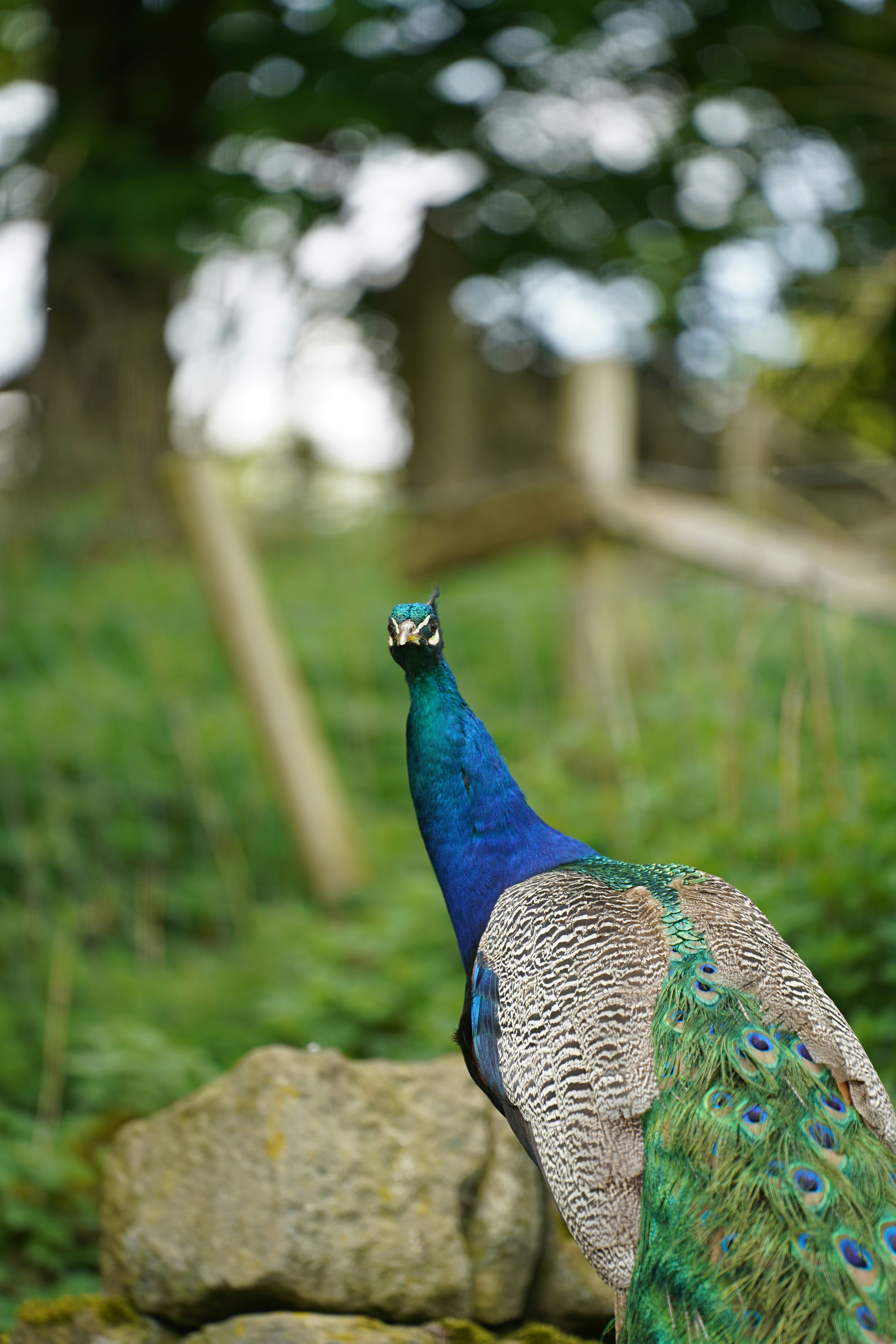 Cerulean Crest in the Garden: A Peacock Poised Among Stones