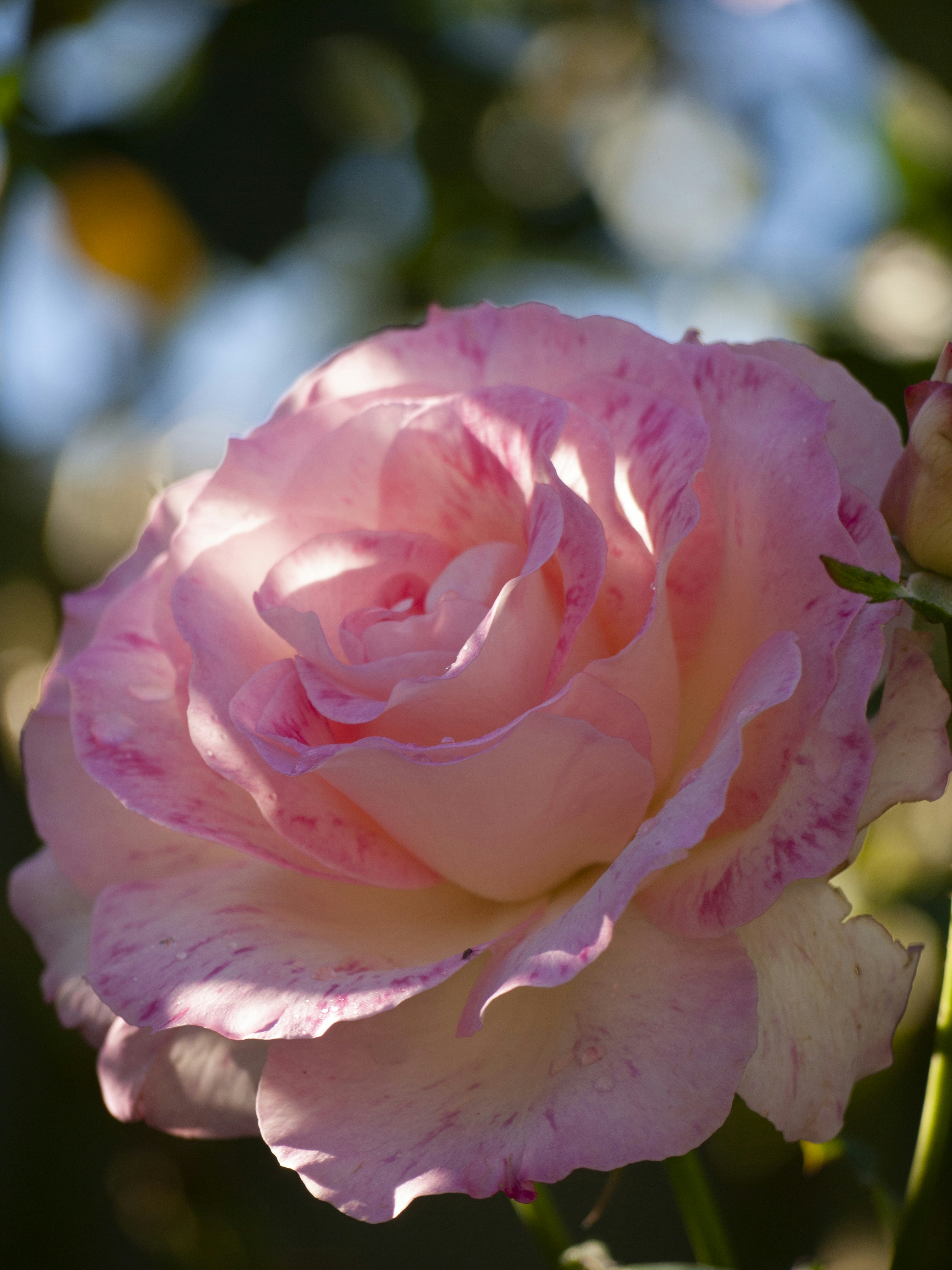 A pink rose is blooming in a garden photo – Free Flower Image on Unsplash