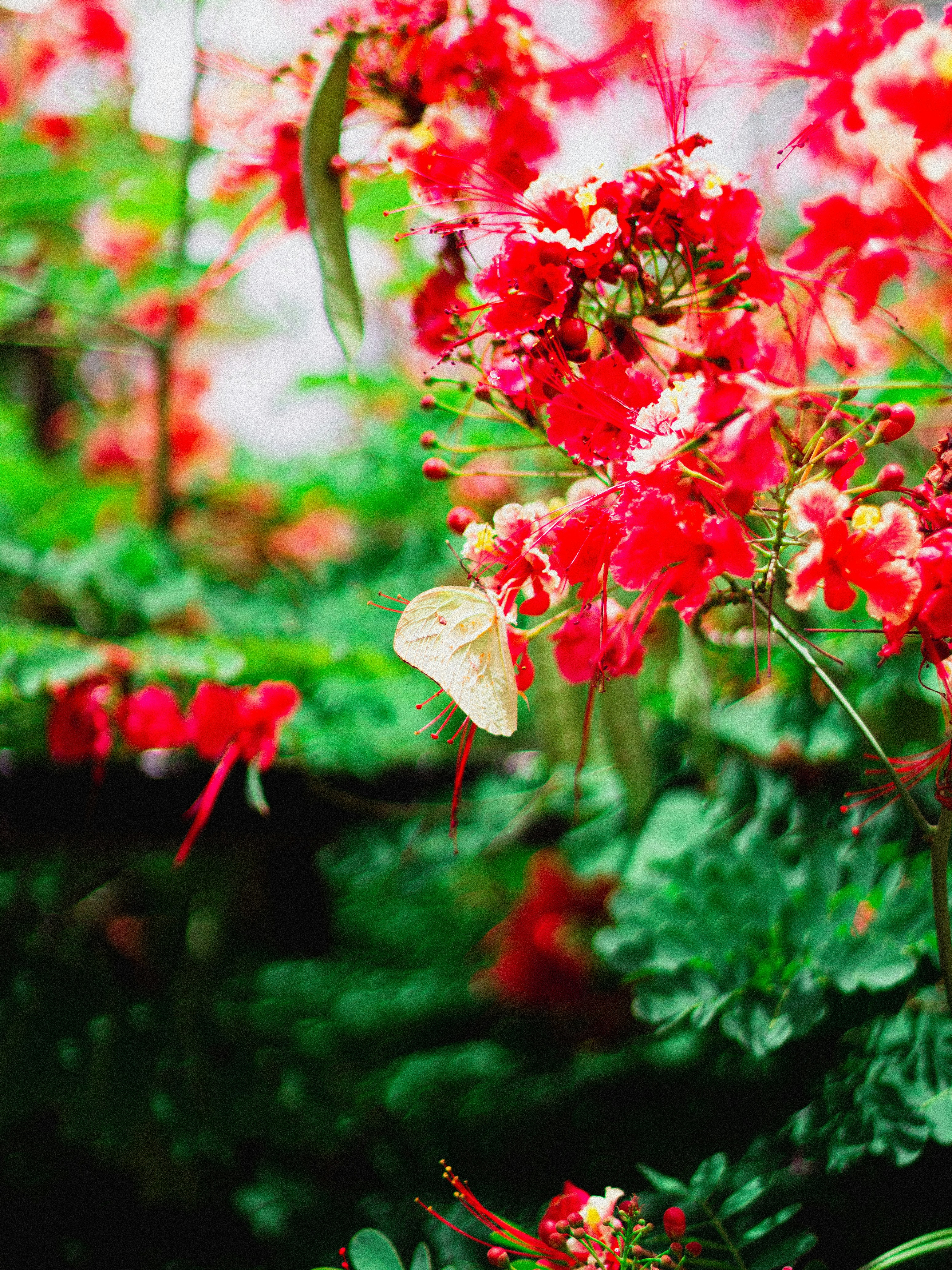 Butterfly Dance Among Scarlet Blooms