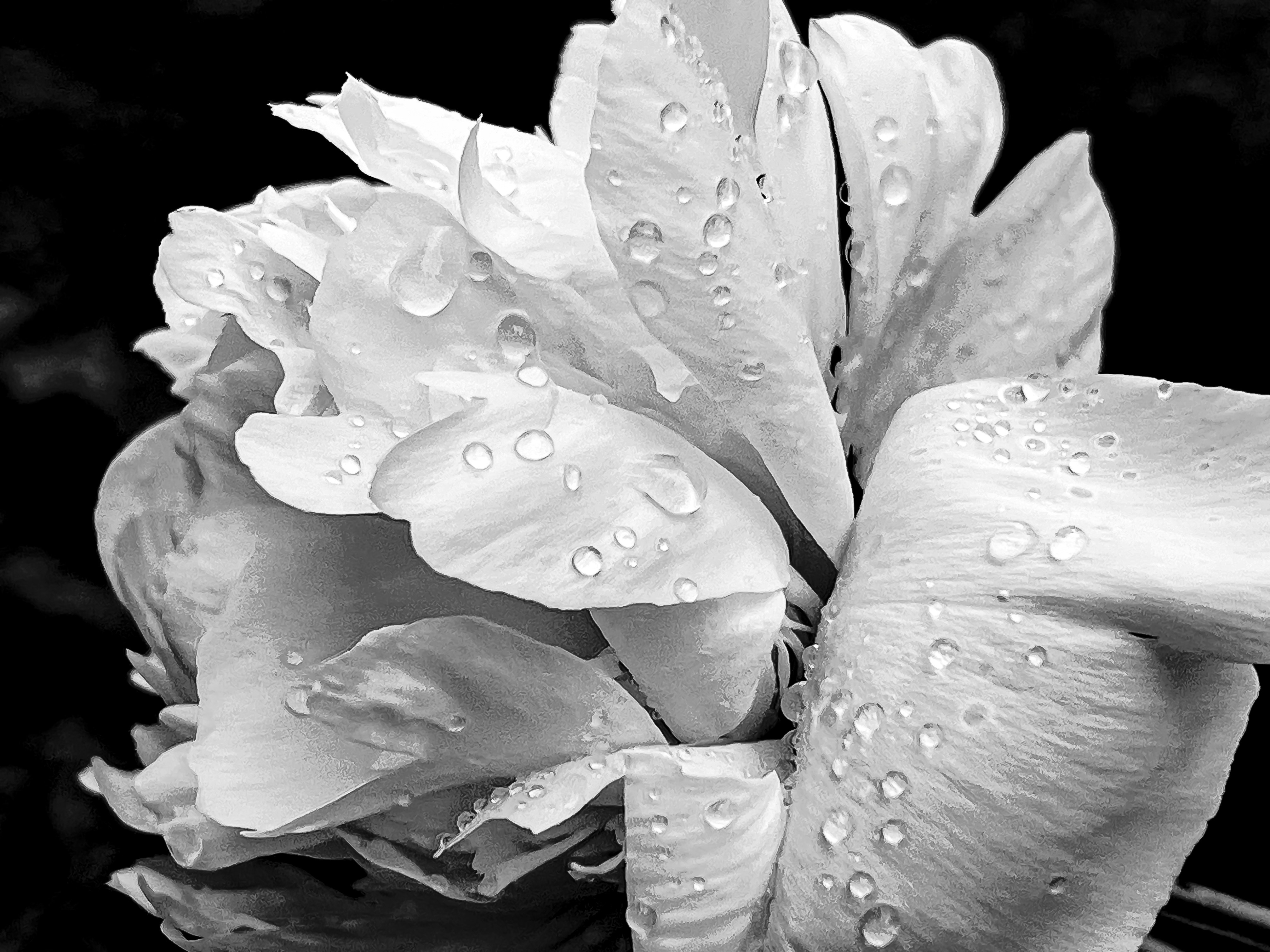 Dew-Crowned Petals: A Close-Up of a White Bloom