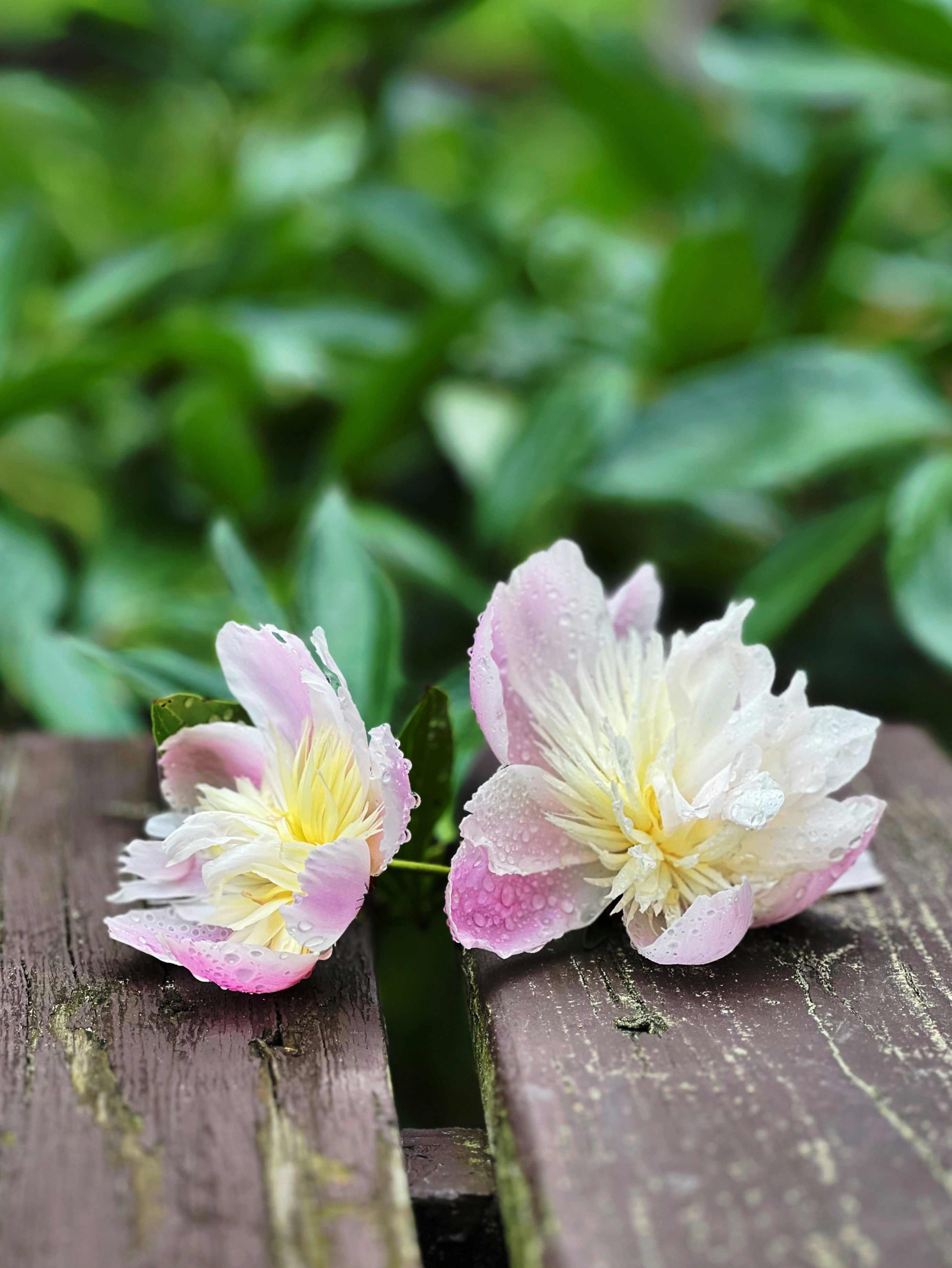 Dew-kissed Pink Blossoms Resting on Weathered Wood
