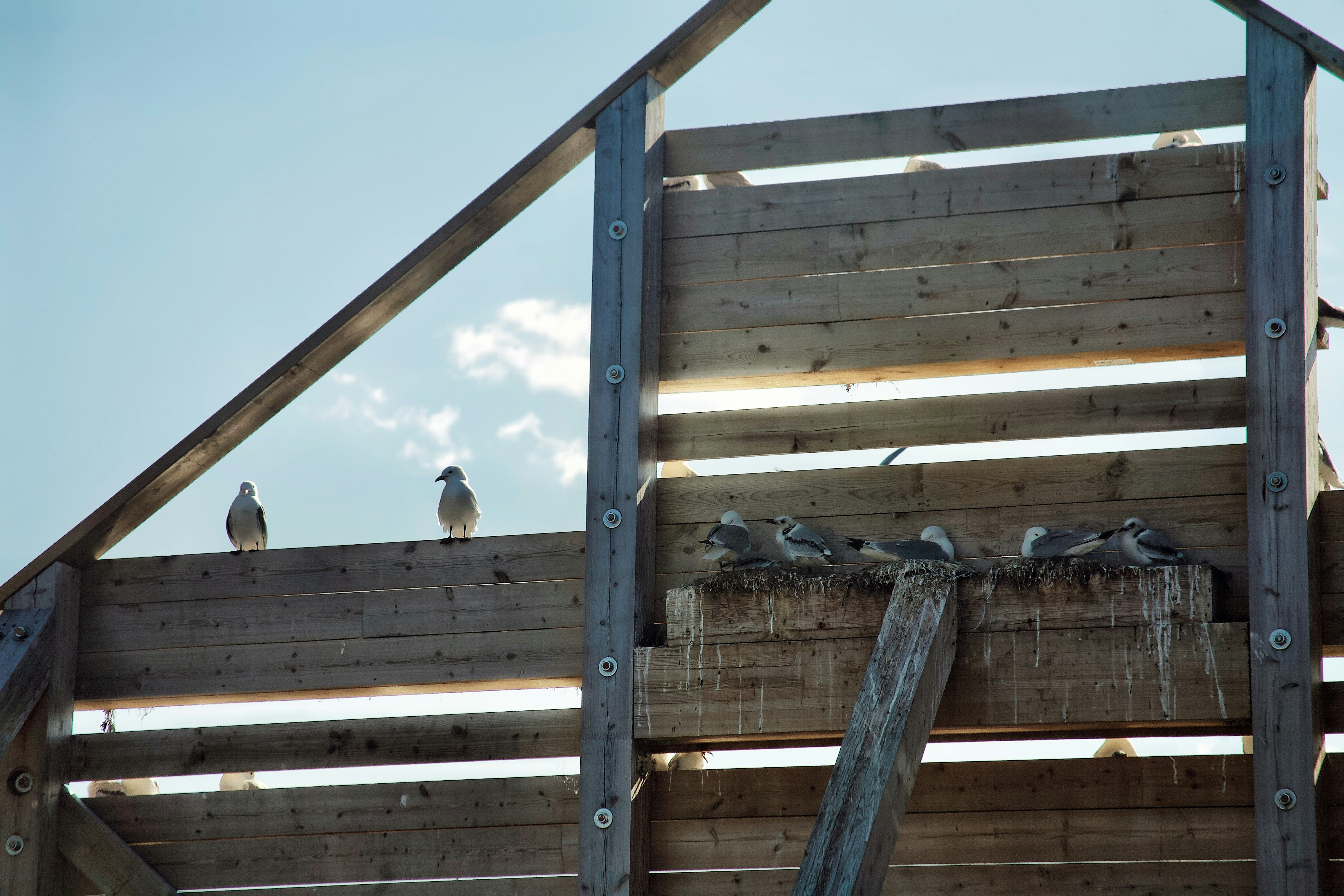 Timber Roost: Birds Perched Along a Nesting Platform