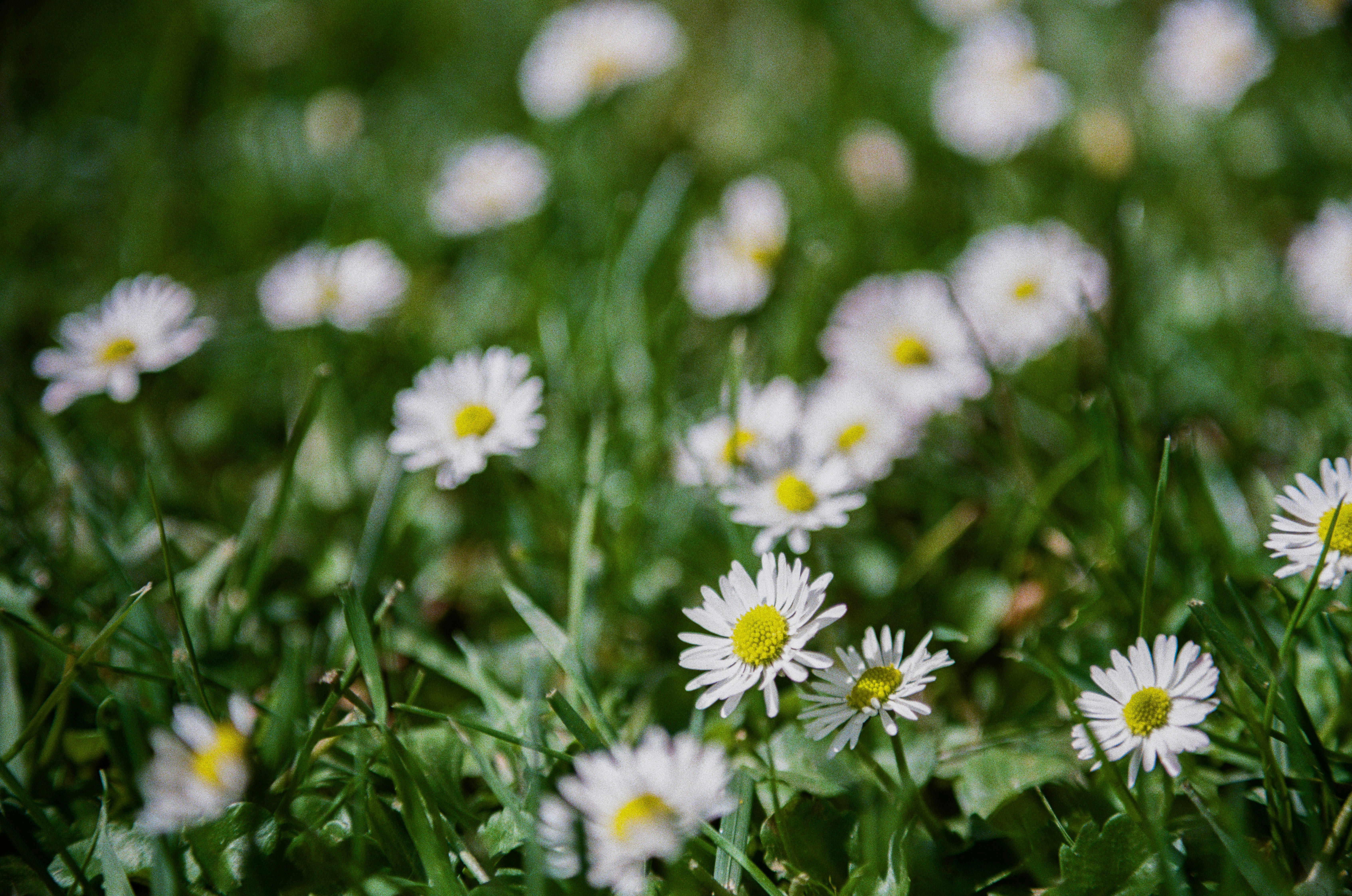 A bunch of daisies that are in the grass photo – Free Film photography ...