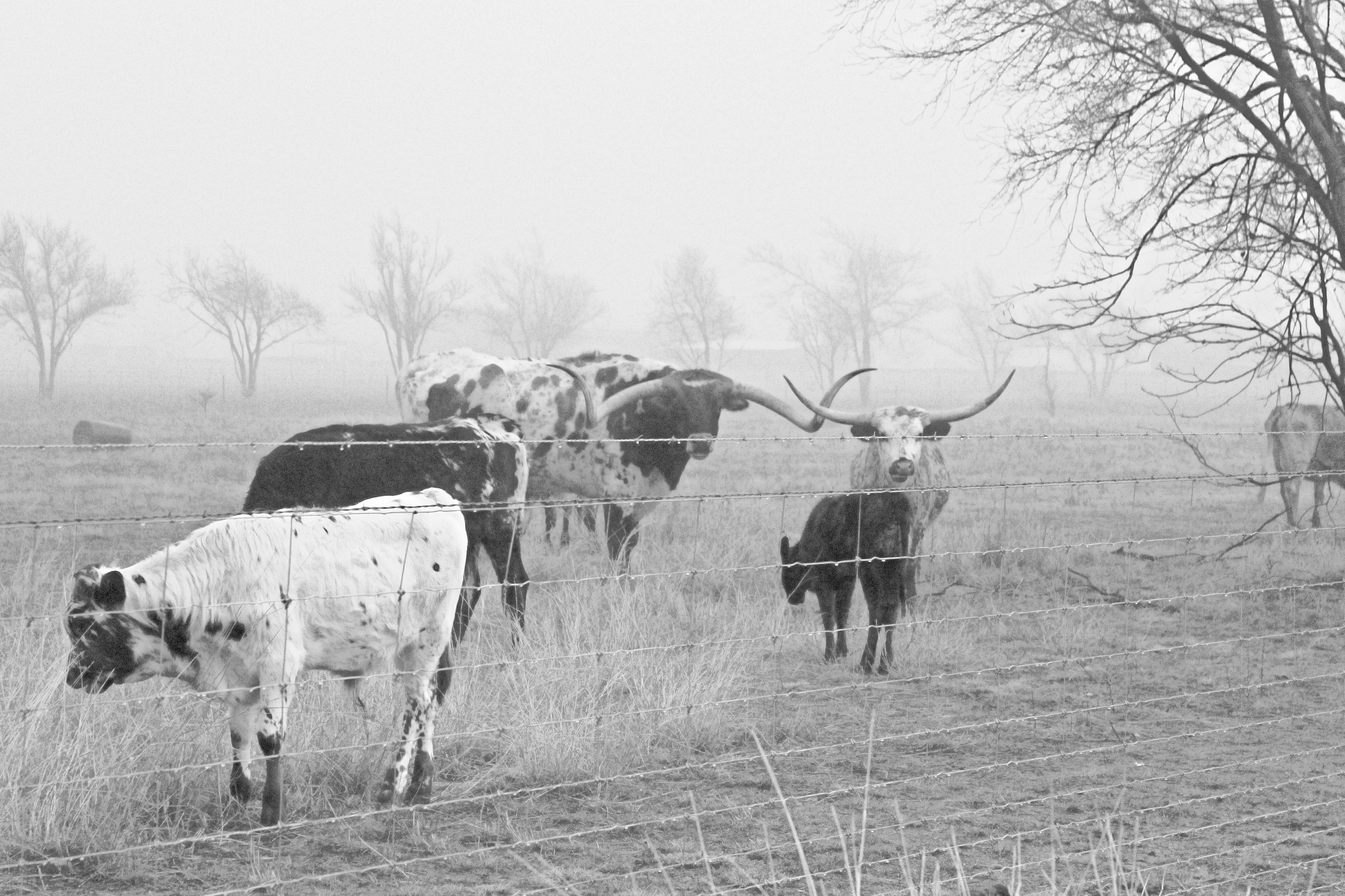 Mist and Cattle: A Quiet Herd Beyond the Fence