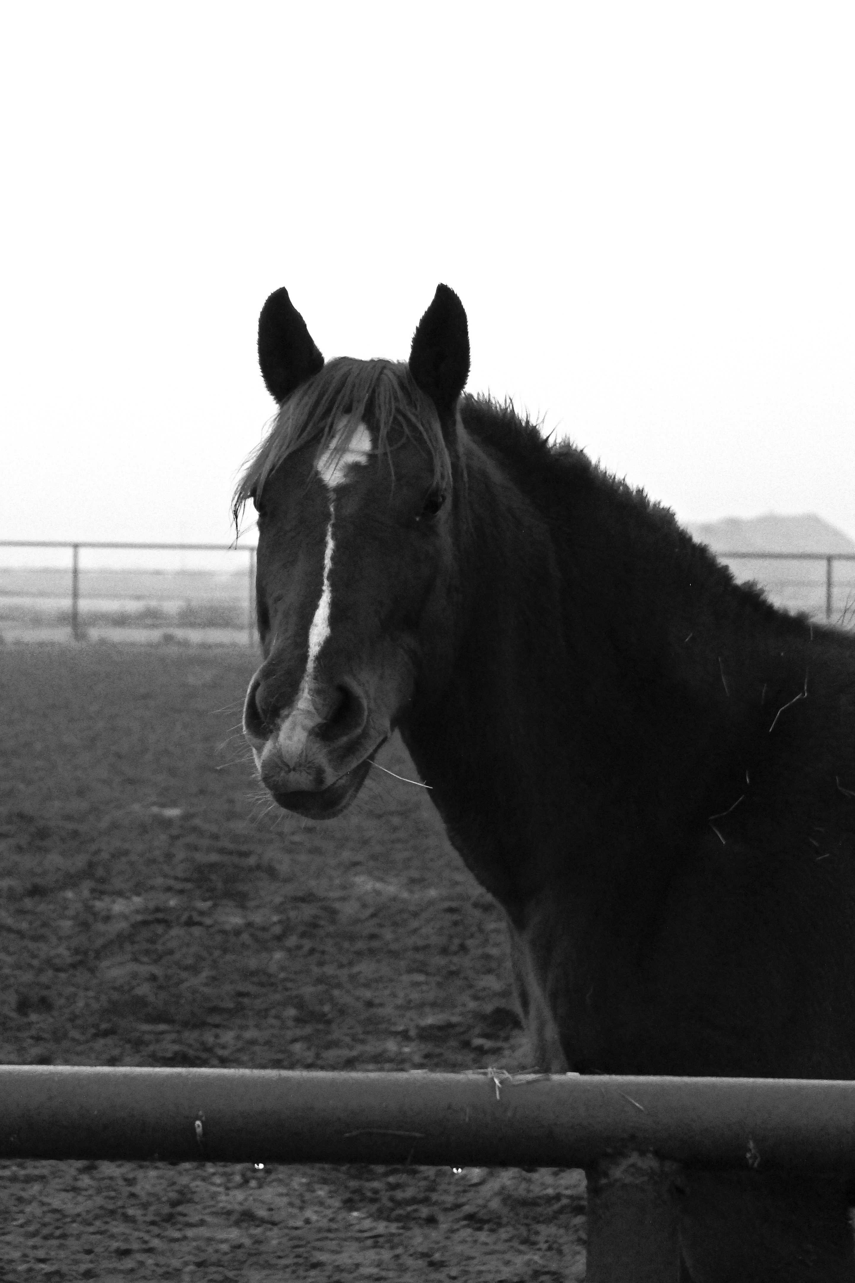 Railbound Gaze: A Black Horse Beneath a Pale Sky