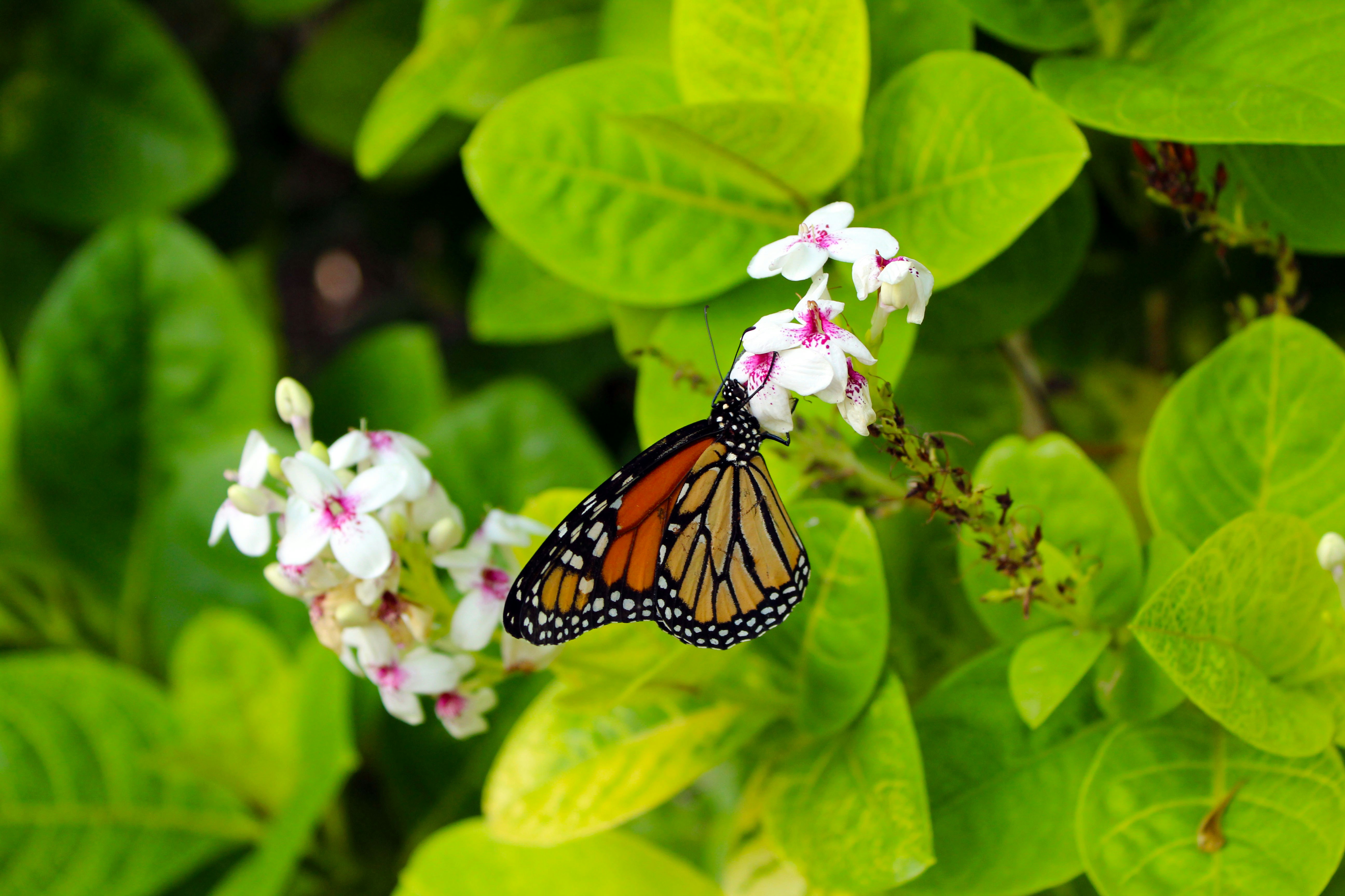 A beautiful monarch butterfly gets nectar from a flower.
