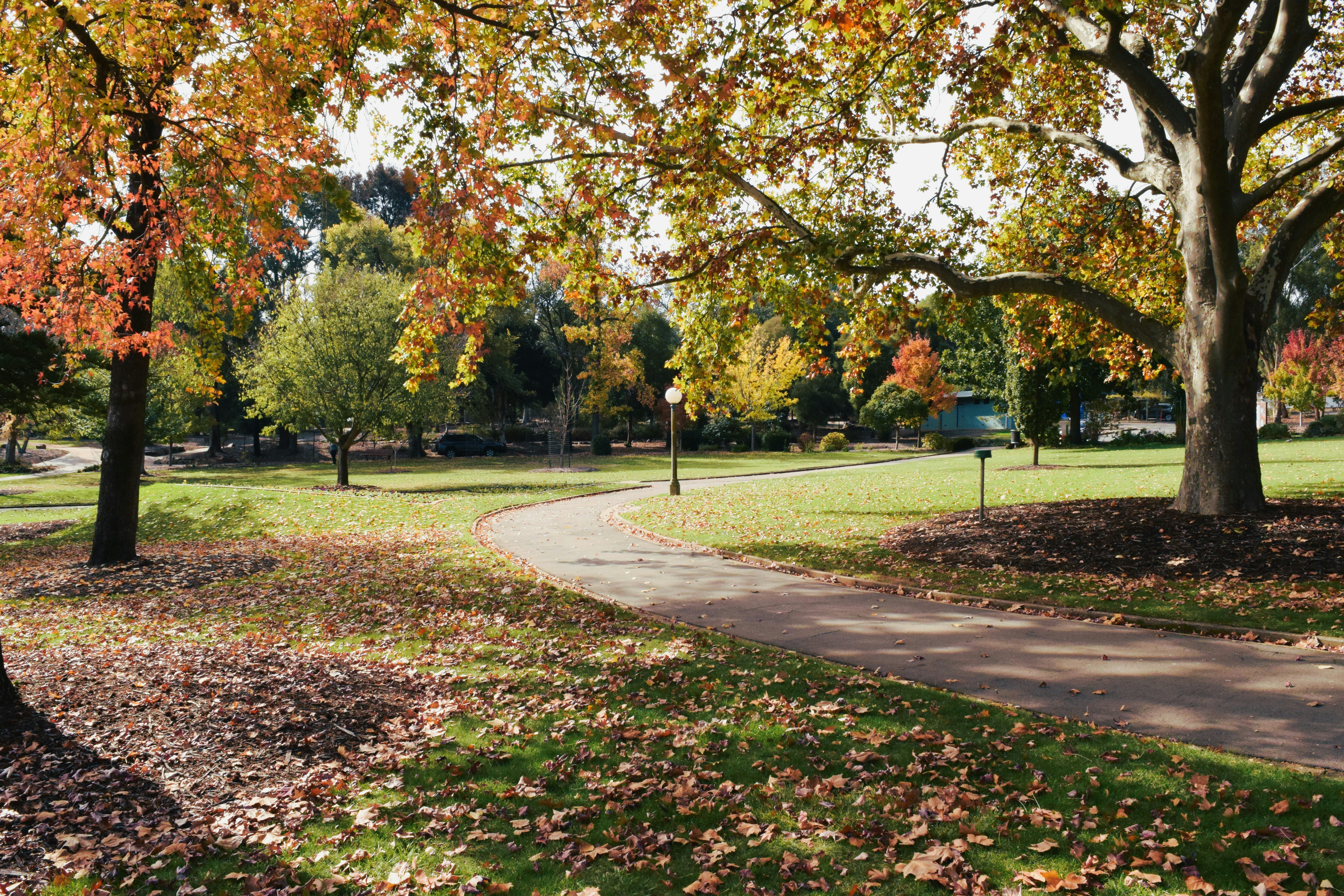 A pathway in a park surrounded by trees photo – Free Road Image on Unsplash
