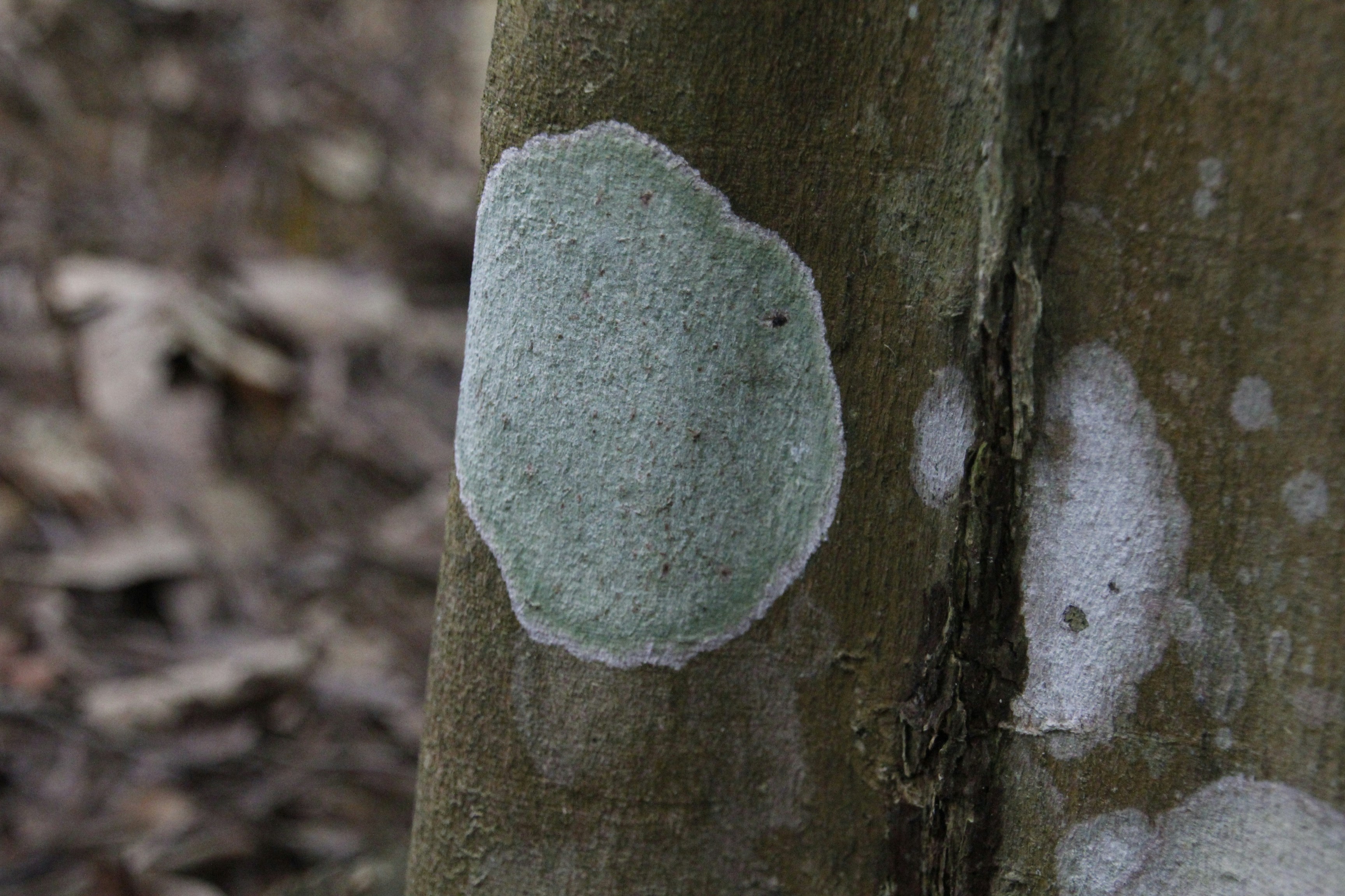 A close-up of lichen growing on a tree trunk, showcasing its unique texture and color against the bark. The natural patterns create a harmonious blend with the surrounding environment.