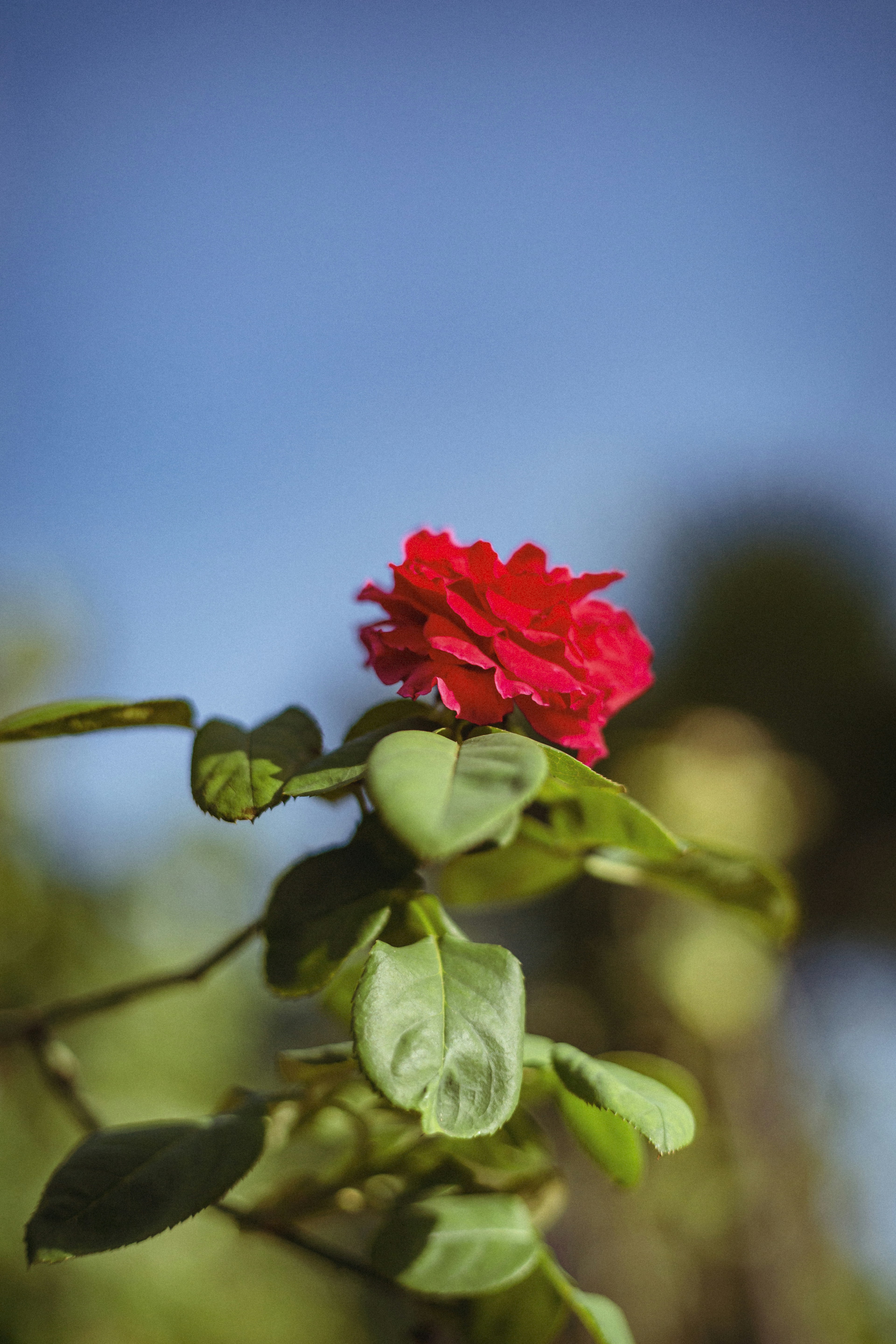 Photo by josh A. D. with Canon EOS 5D Mark III