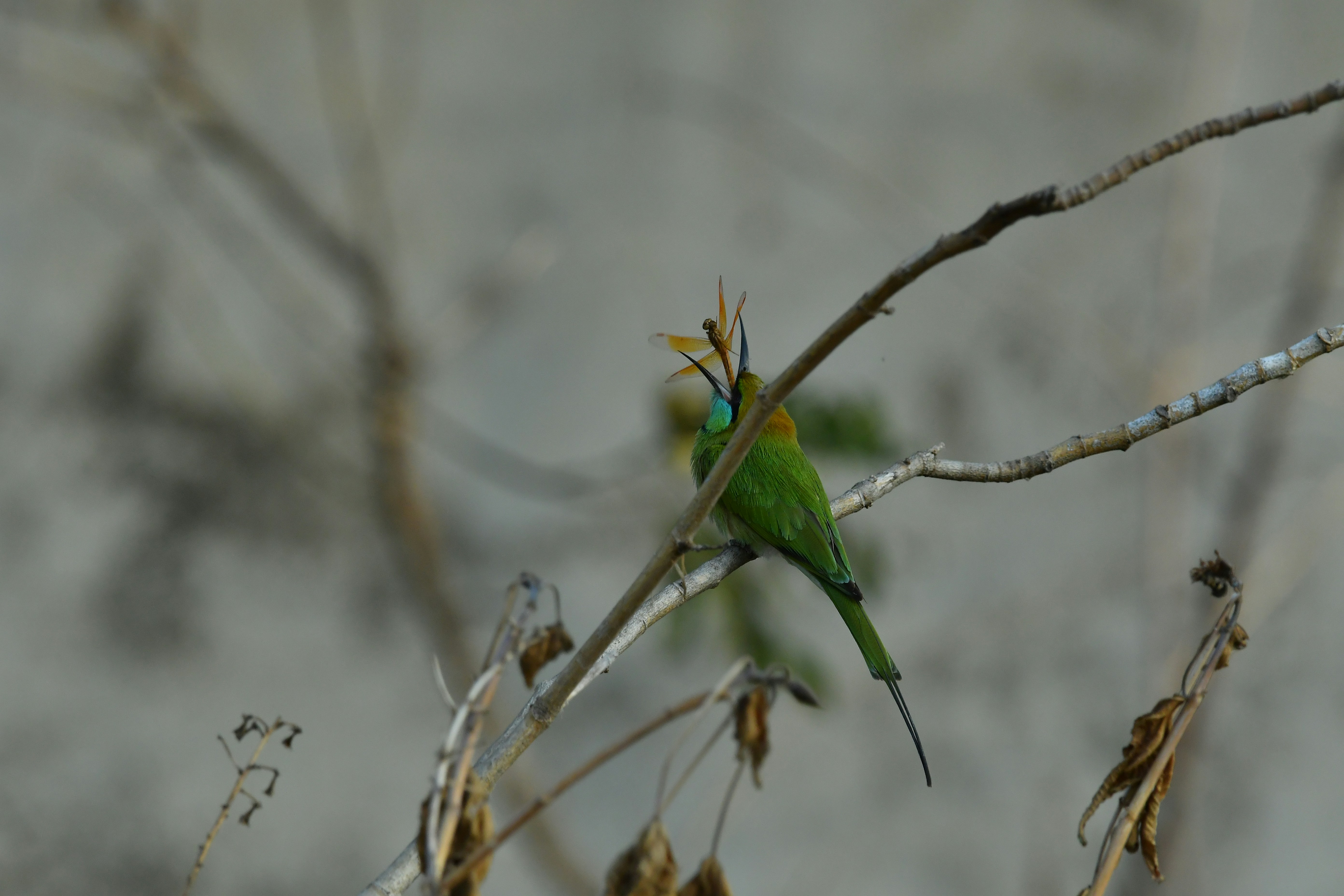 Emerald Vignette: Tiny green bird on a weathered branch