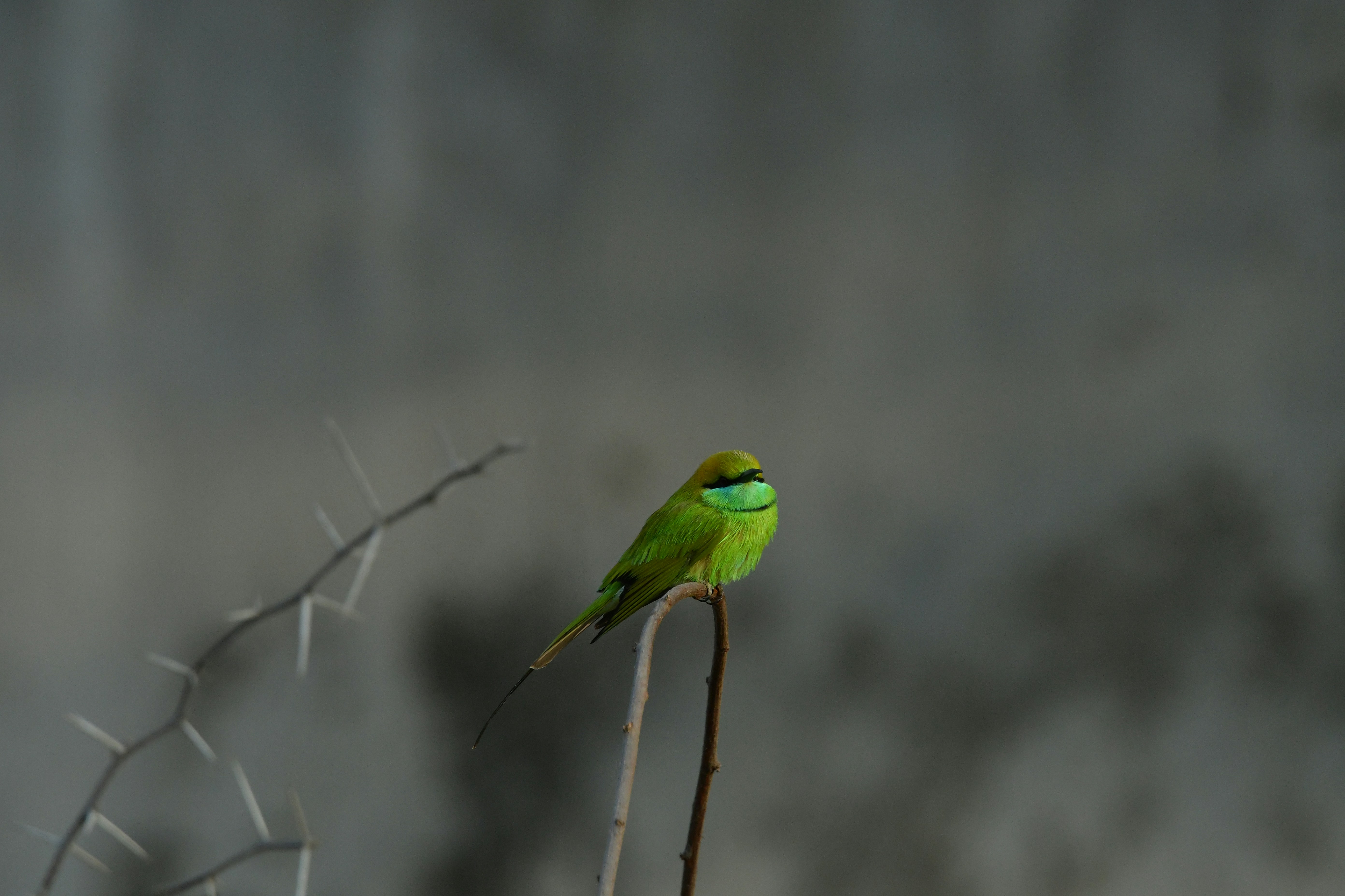 Emerald Warbler on a Thorn: Quiet Moment Against a Misty Gray Backdrop