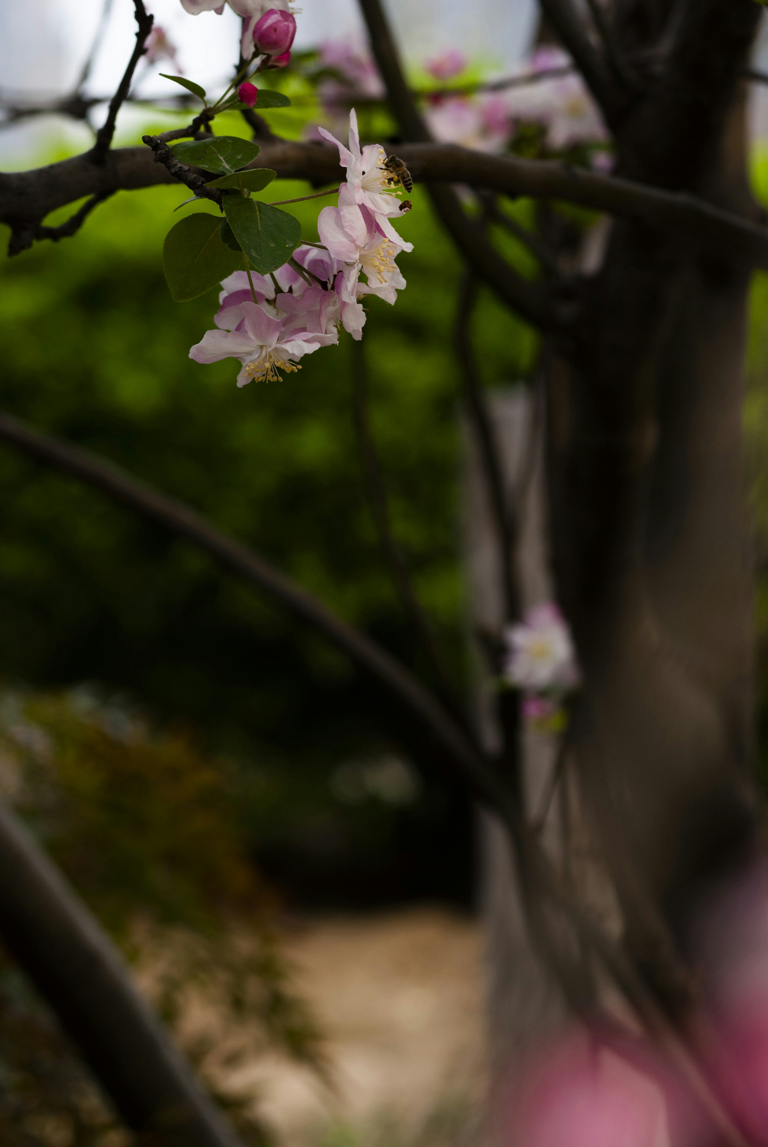 Soft Bloom in Focus: A Honeybee at the Edge of Pink Petals
