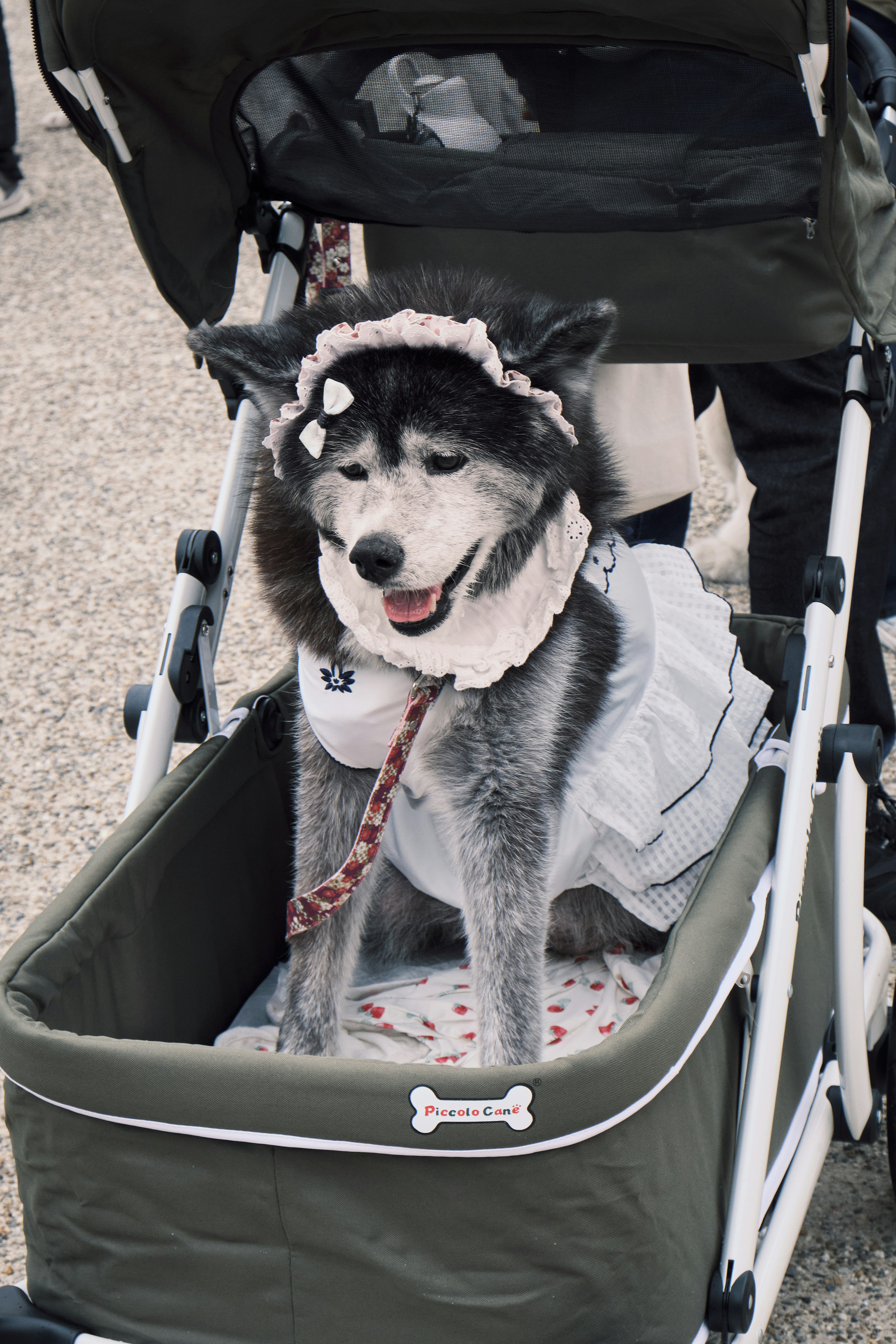 Lace-Crowned Husky Takes a Gentle Spin in a Green Stroller