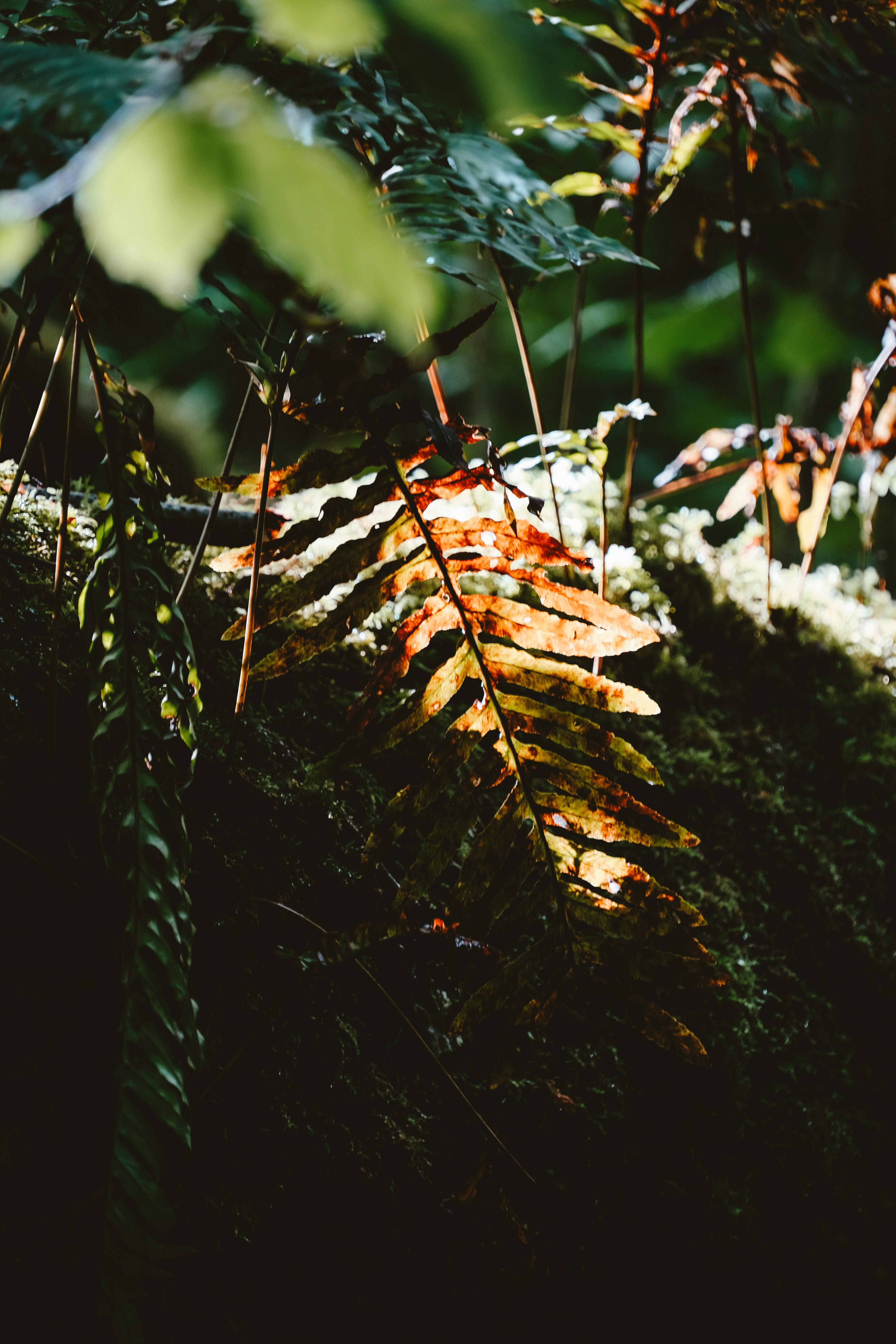 Amber-Leaf Fern in a Mossy Understory Glow