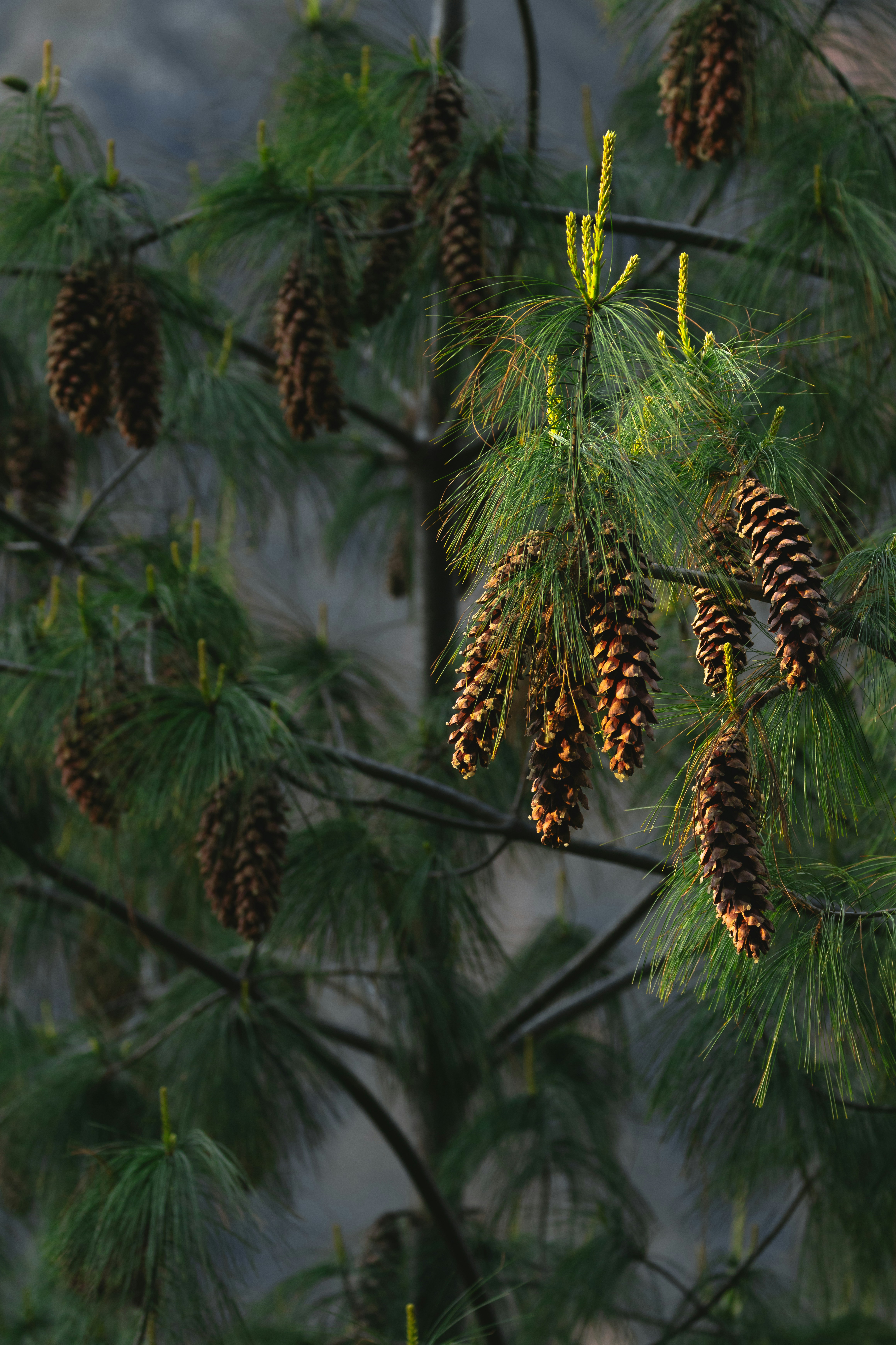Pine cones hanging from branches, illuminated by warm evening sunlight against a blurred background.