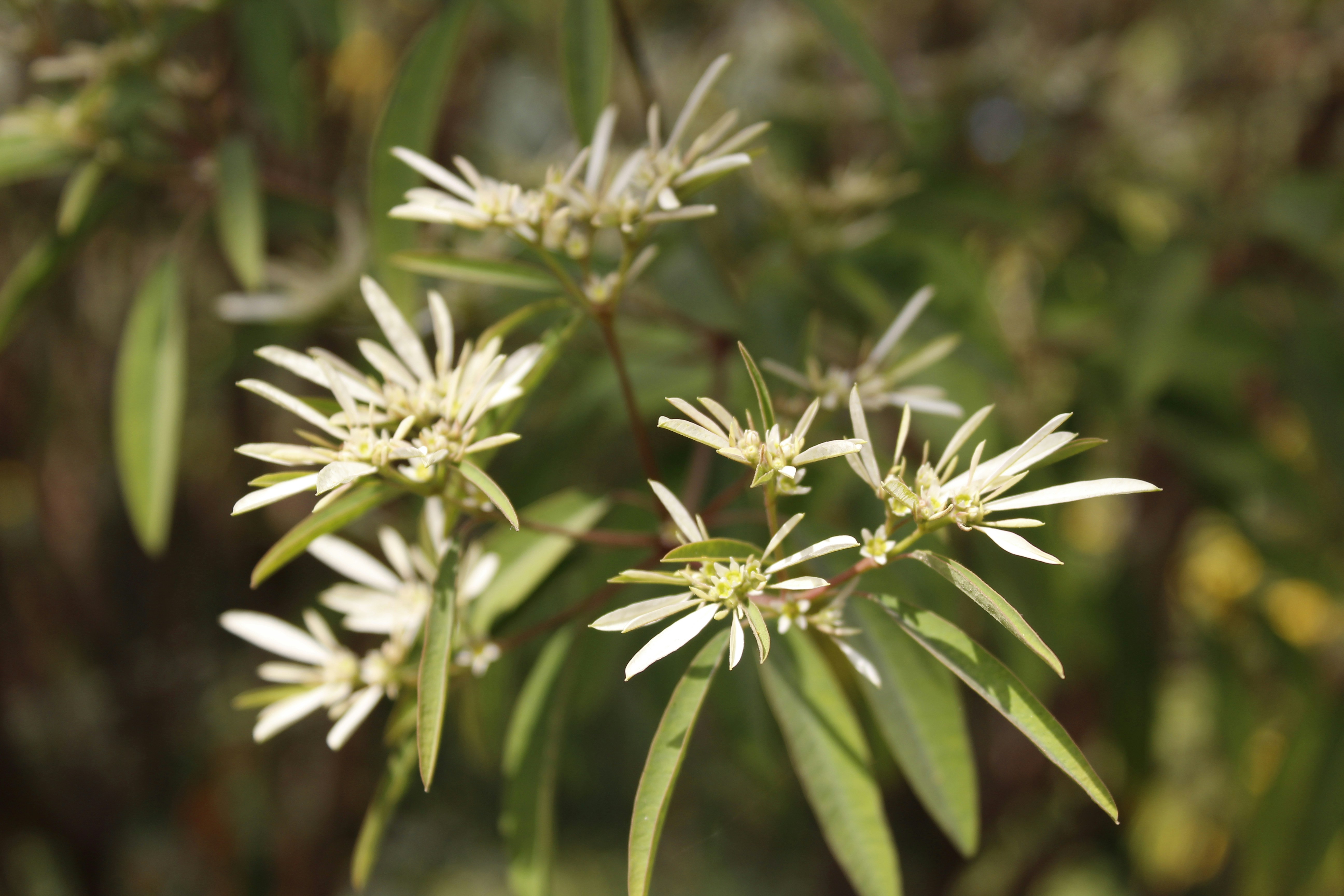 Clusters of white wildflowers with slender petals against a blurred green background.