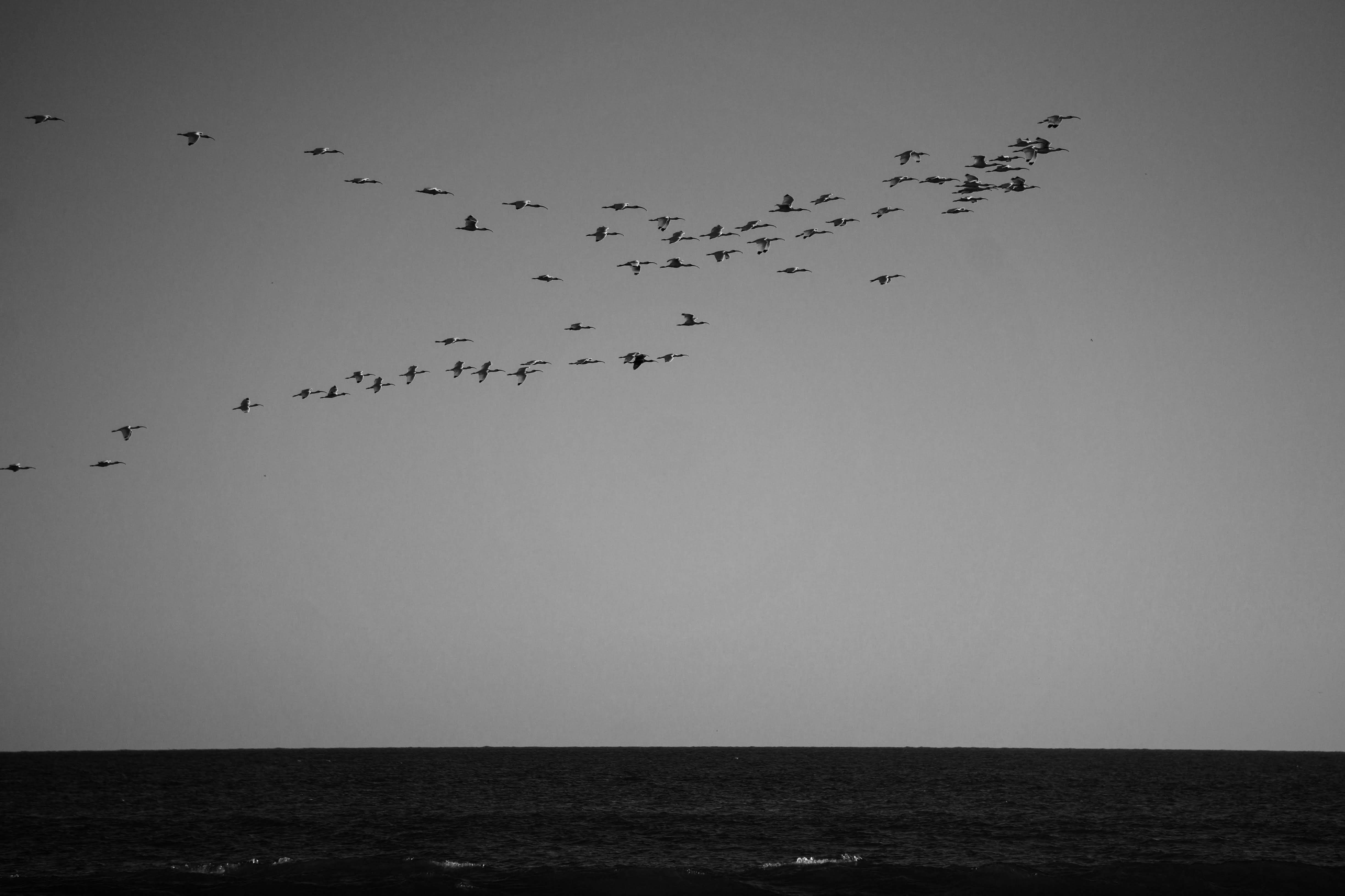 Flock of birds flying across a clear sky above a dark sea horizon.