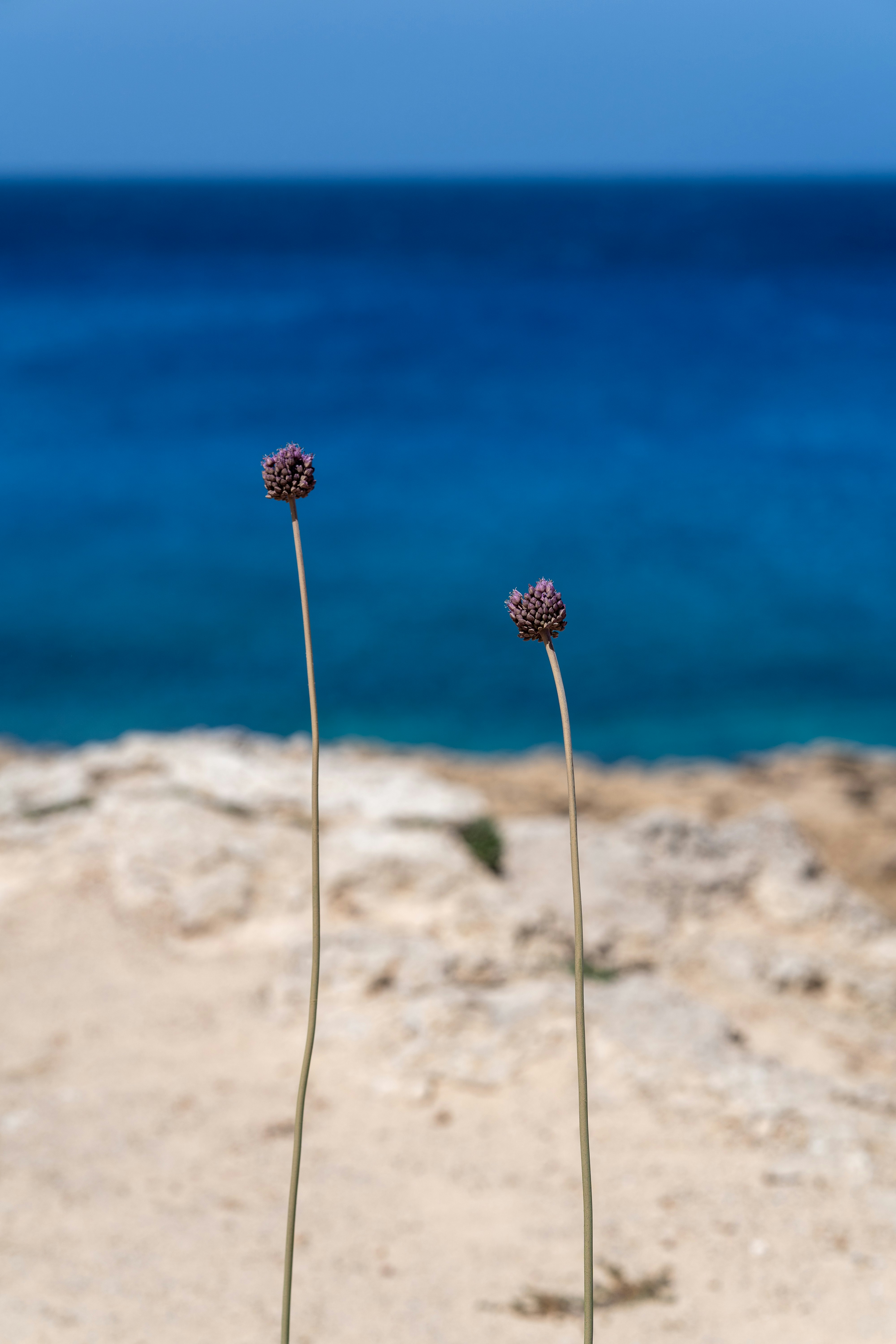 Seed-Head Sentinels at the Shore: A Minimalist Seascape
