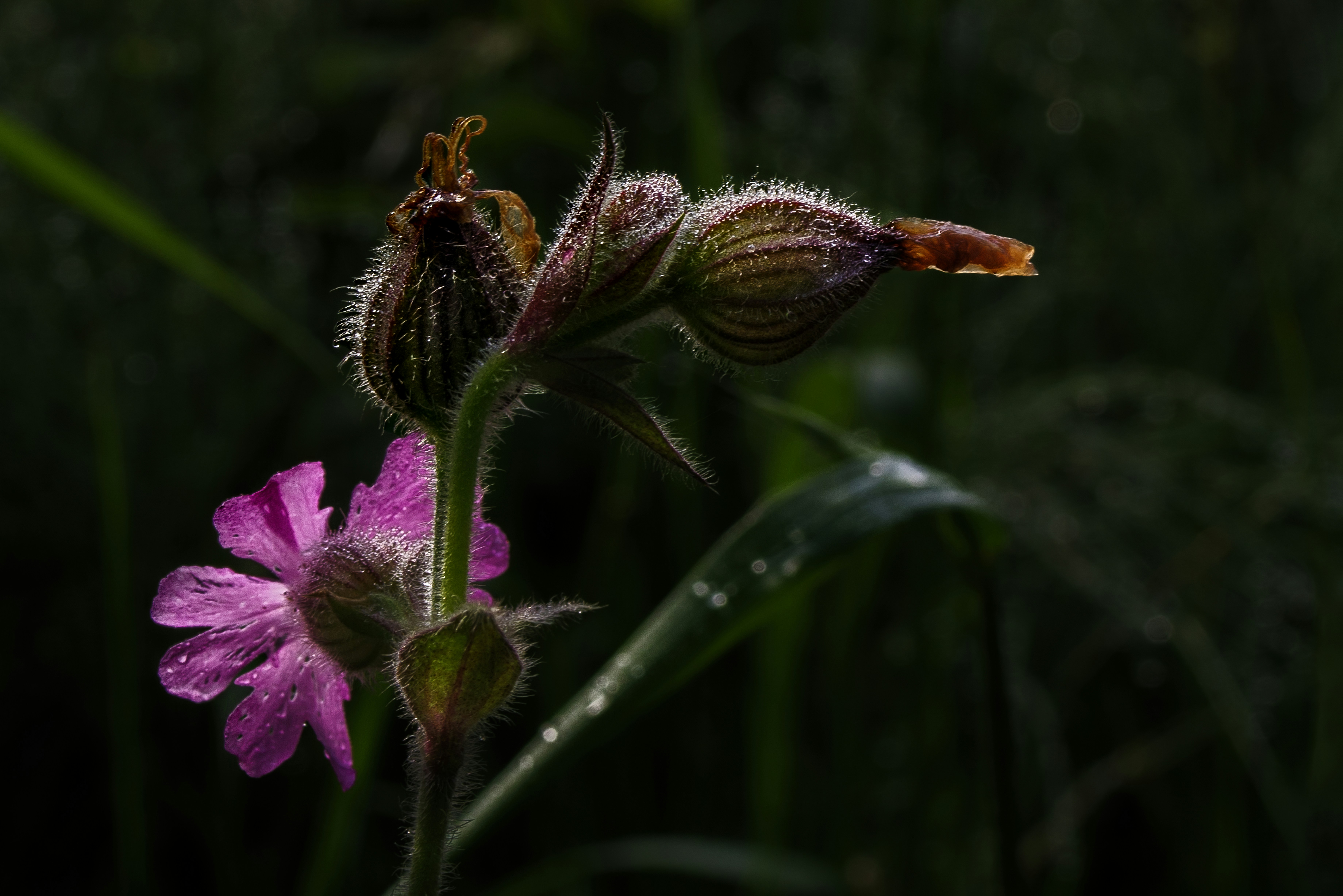 Flower Buds Pictures | Download Free Images on Unsplash