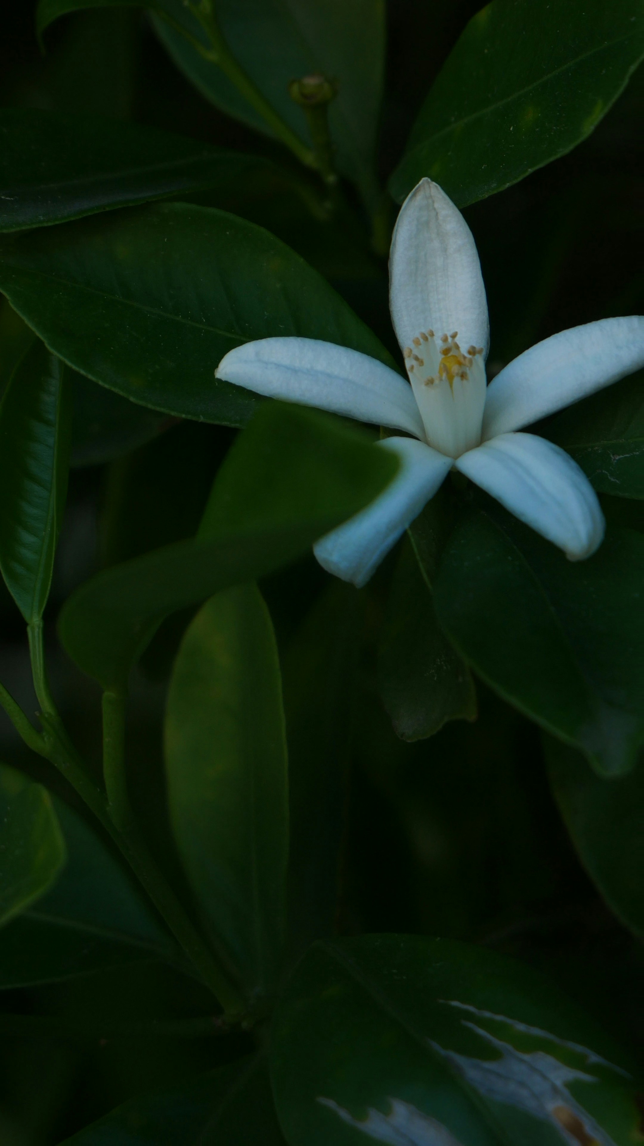 A single white gardenia bloom sits among glossy green leaves. A photograph captures the pale petals against a dark, natural backdrop.