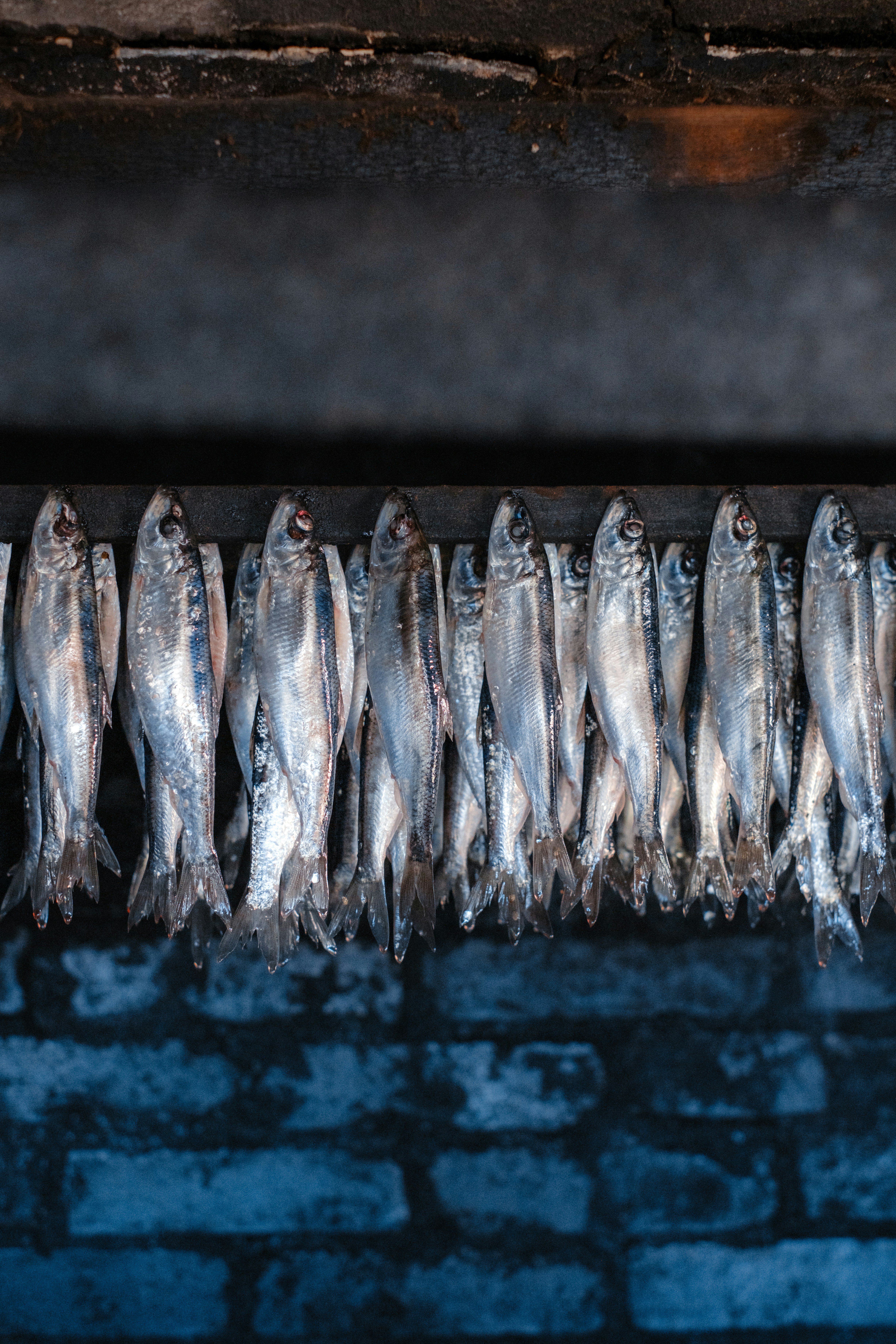 A bunch of fish are lined up on a rack photo – Free Sweden Image on ...
