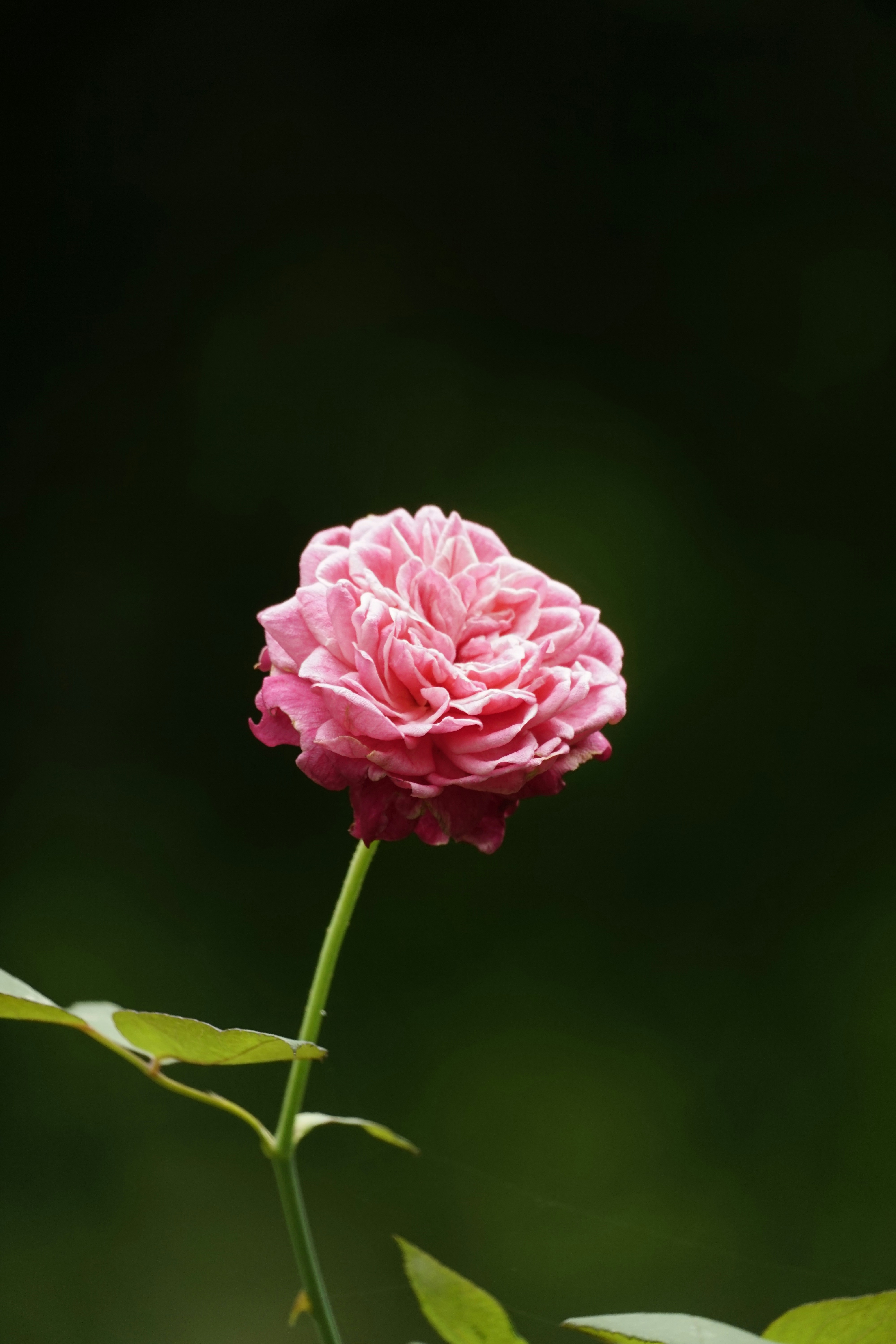 Solitary Pink Rose in a Velvet Dark Backdrop