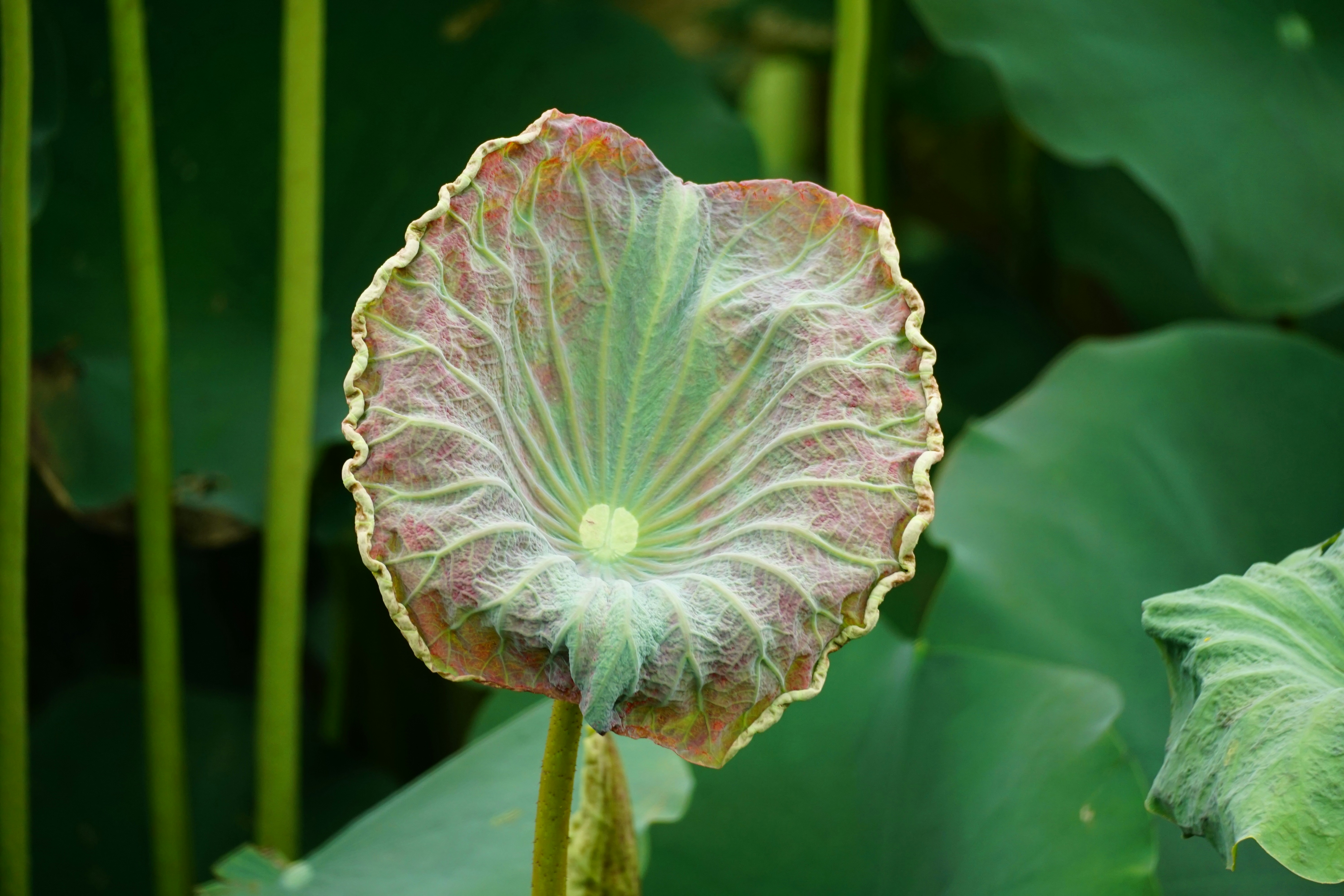 Wilted Lotus Ring: Fragile Center in a Sea of Green