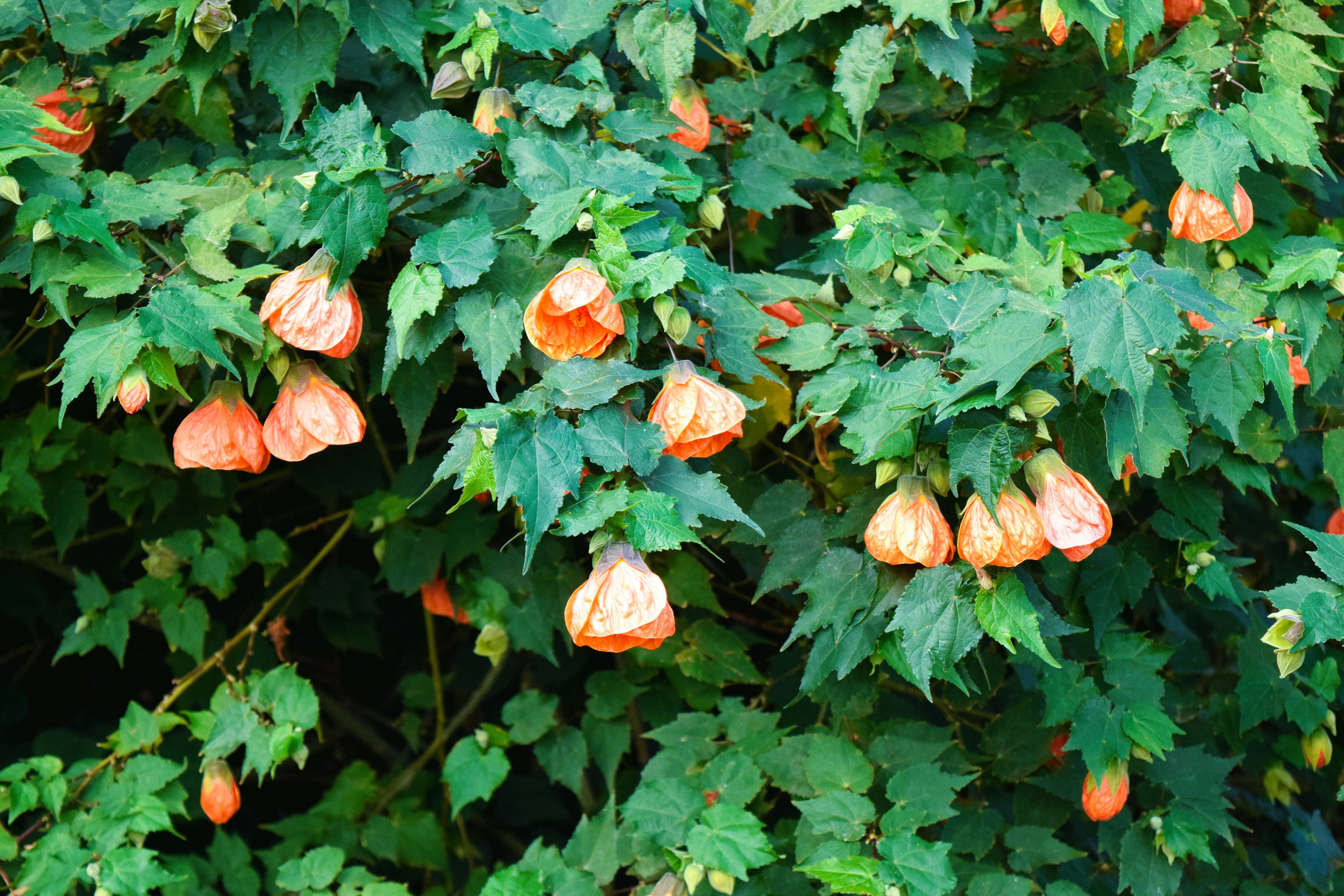 Hidden Lanterns: orange papery blooms tucked within a dense green hedge