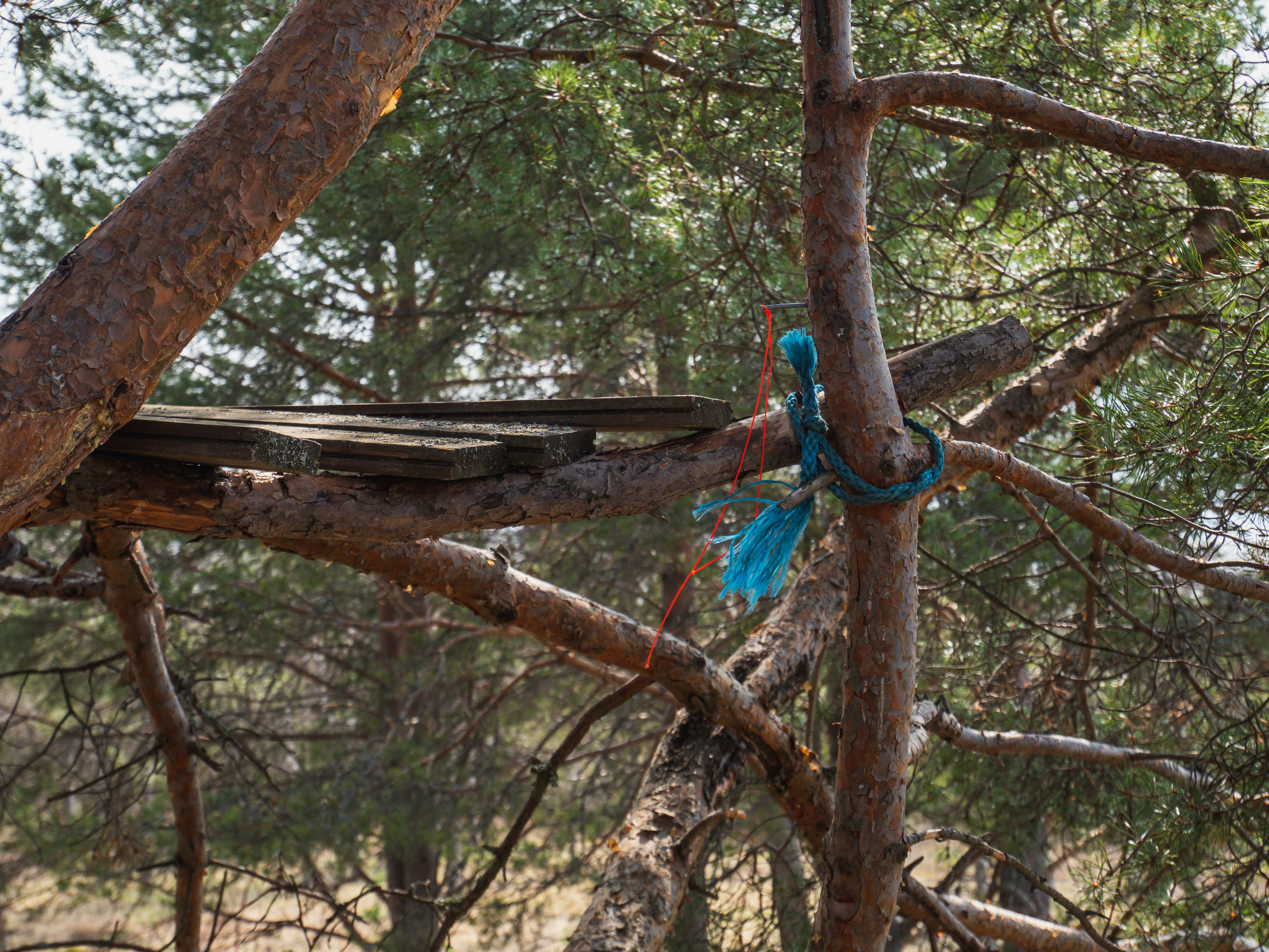 Blue Cord Anchors a Weathered Platform Between Pines