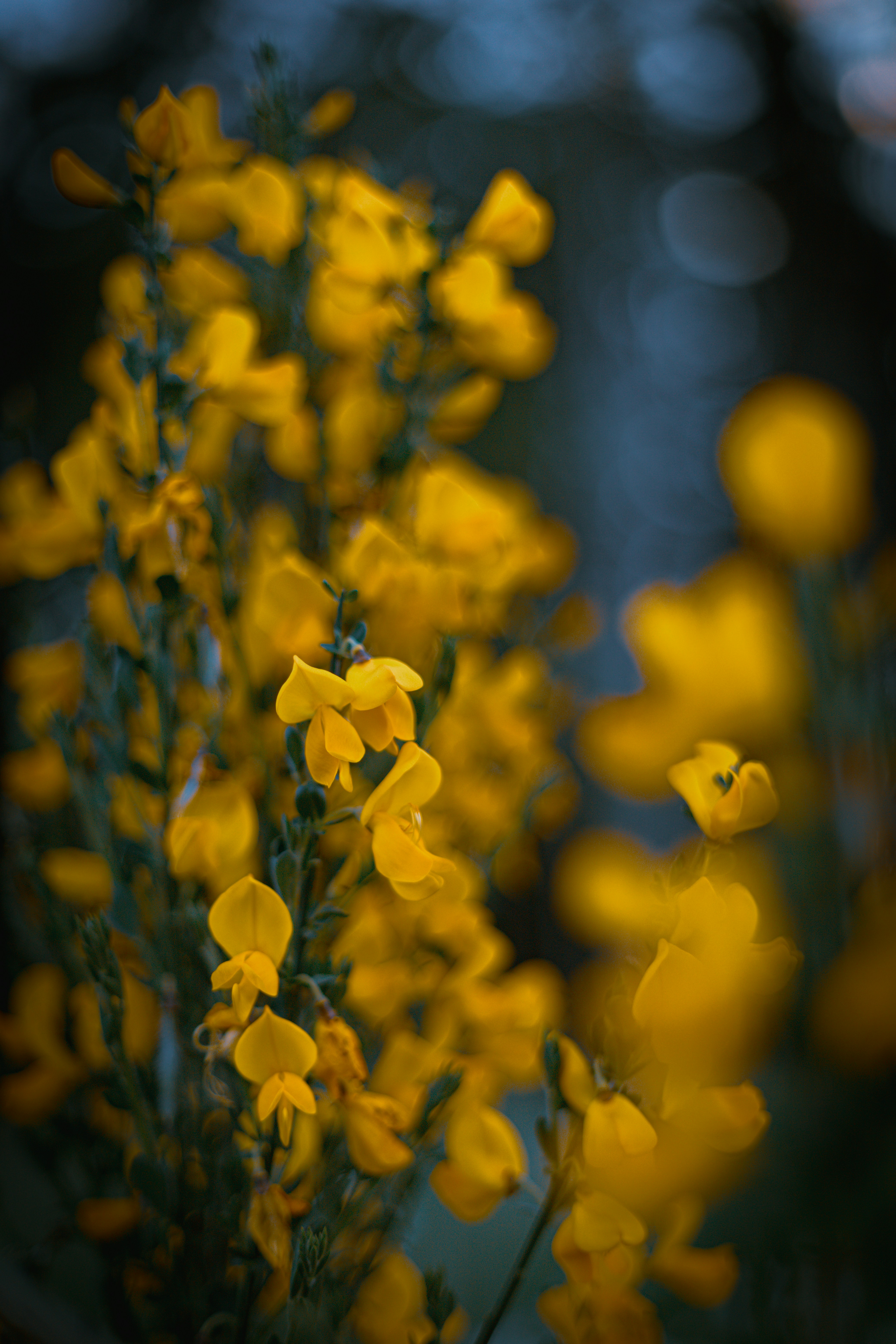 a bunch of yellow flowers in a field