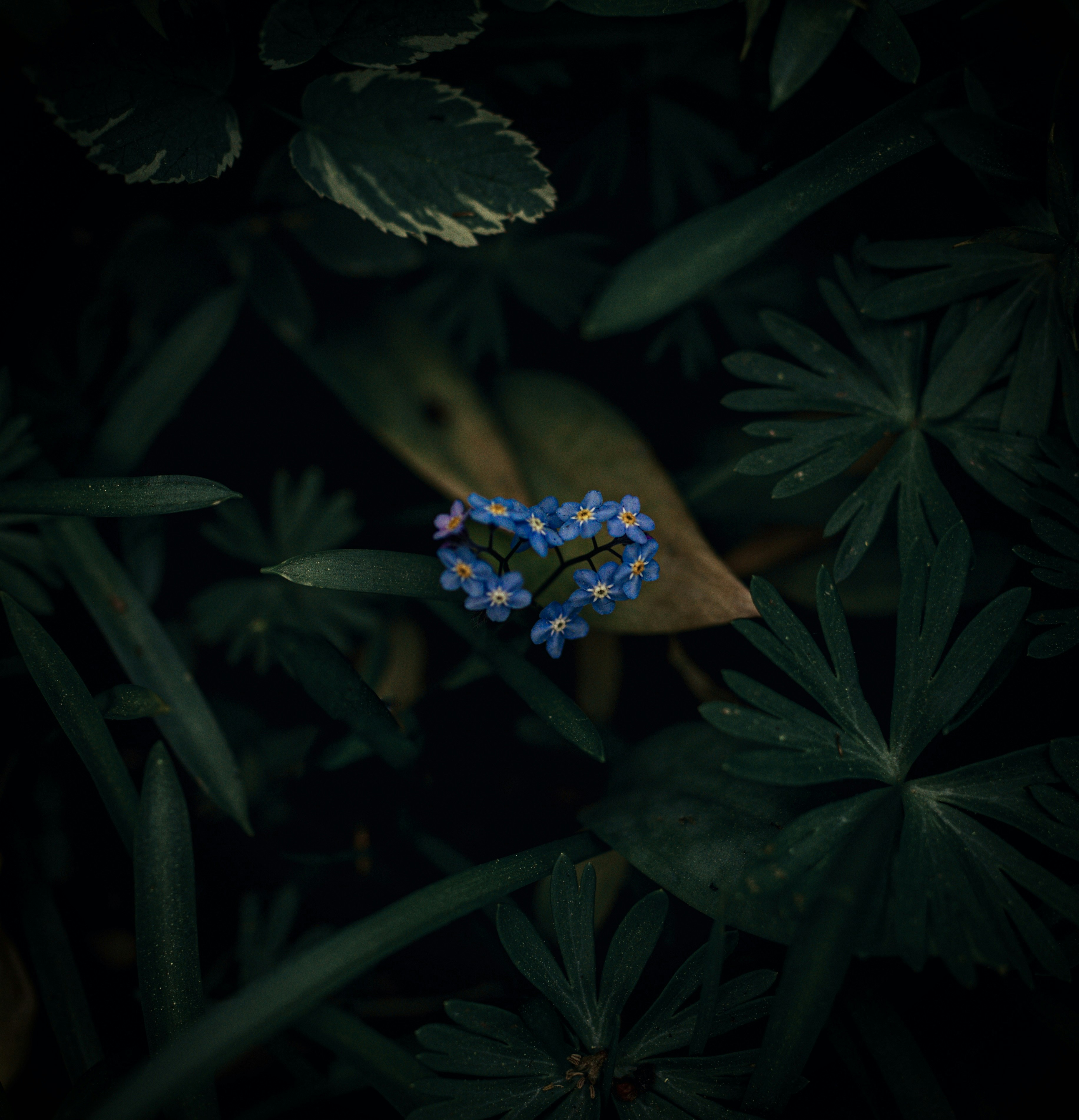 Delicate blue flowers form a heart shape, nestled among lush green foliage. The composition highlights the beauty of nature's simplicity.