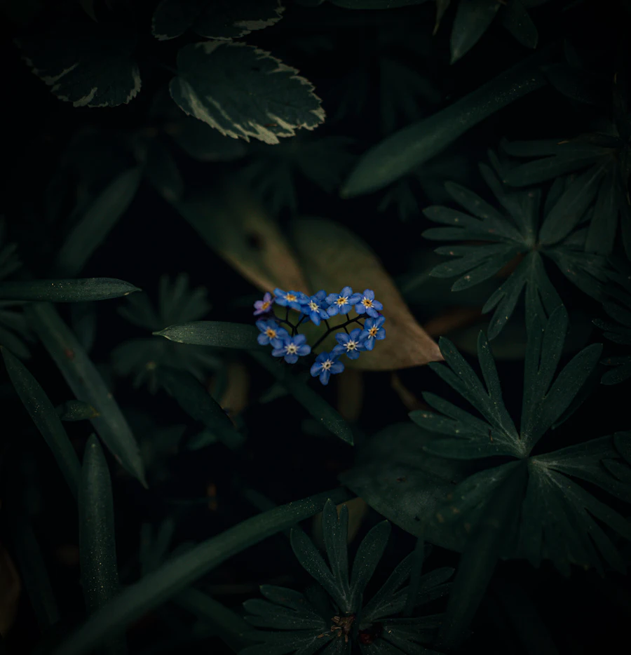 Small cluster of bright blue forget-me-not flowers nestled among dark green leaves, with a moody, low-key background.