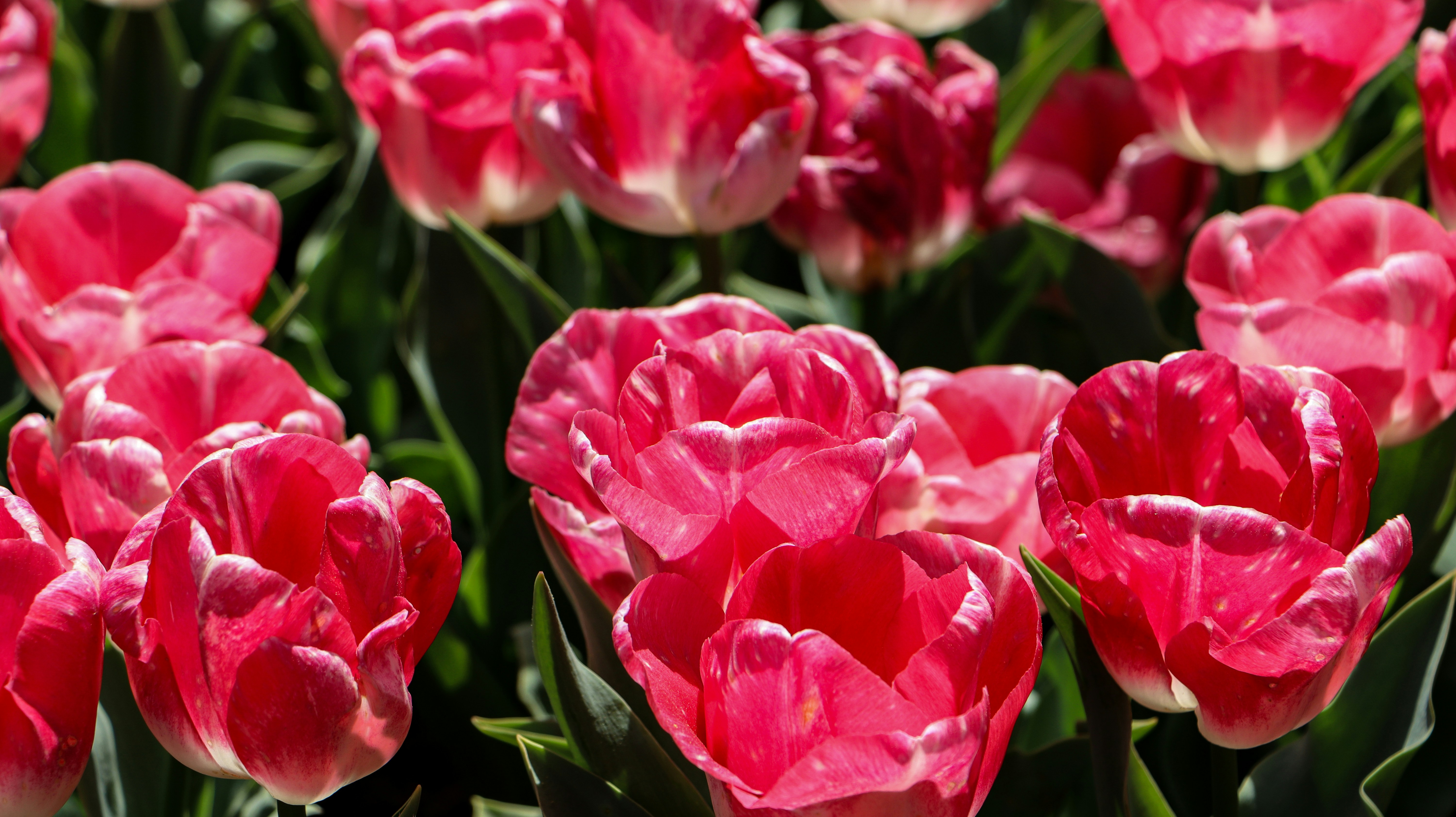 Vibrant red tulips with white edges basking in sunlight against green foliage.