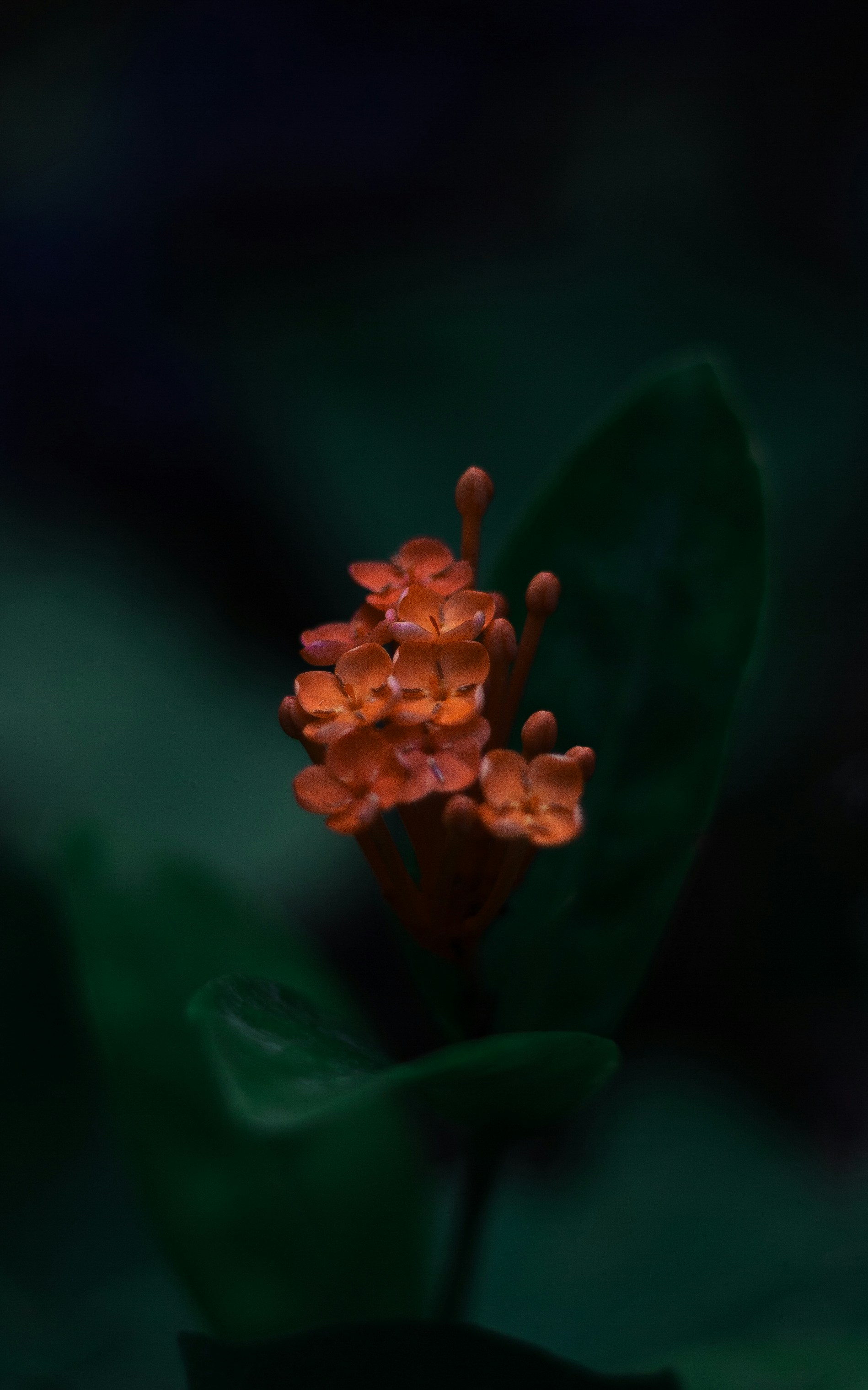 Photo by Niranjan V S with Canon EOS 1000D