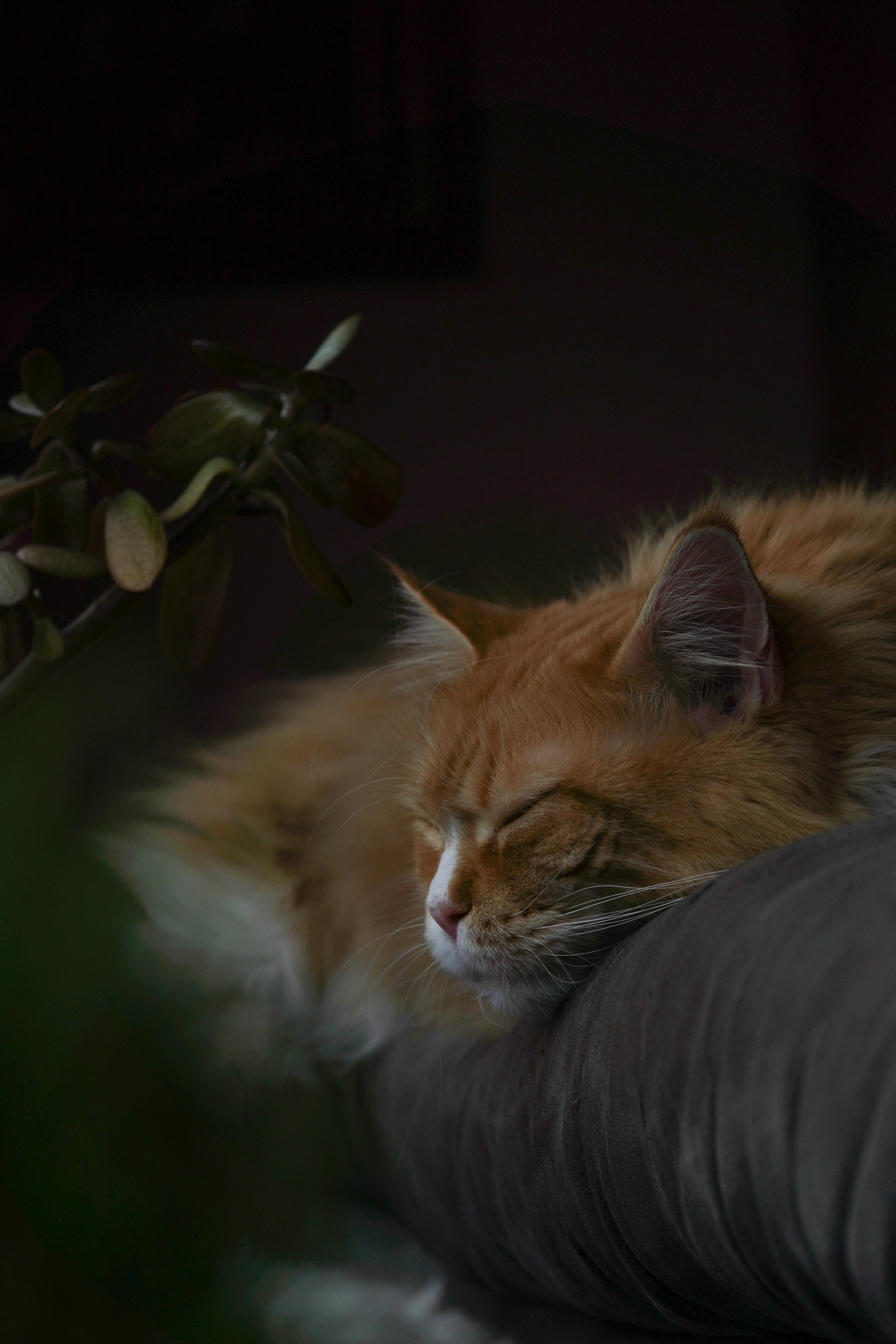 Copper Cozy Nap: Ginger Cat Dozes on Velvet Arm