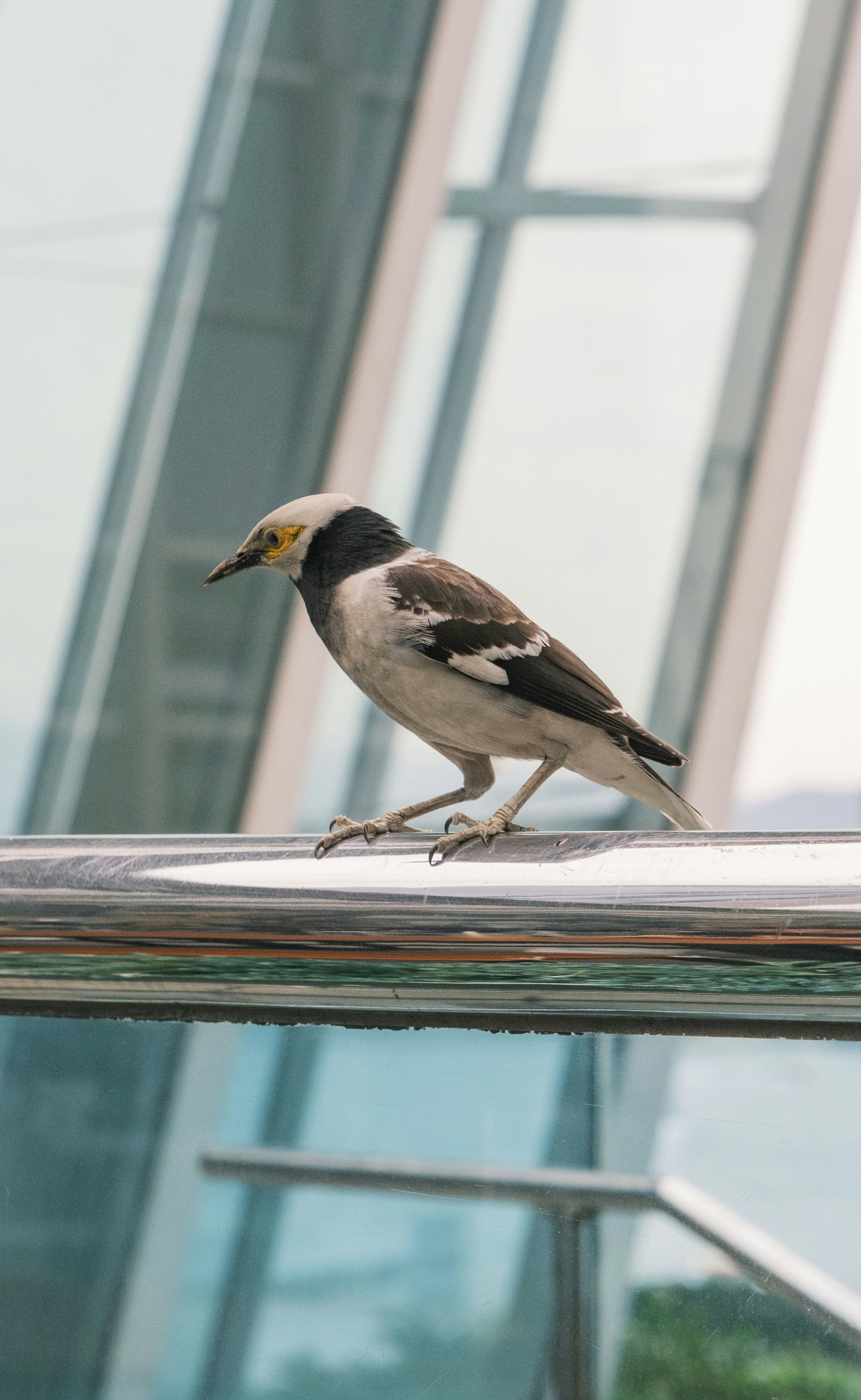 Feathered Anchor on Glass: A Magpie Perches Beside Modern Architecture