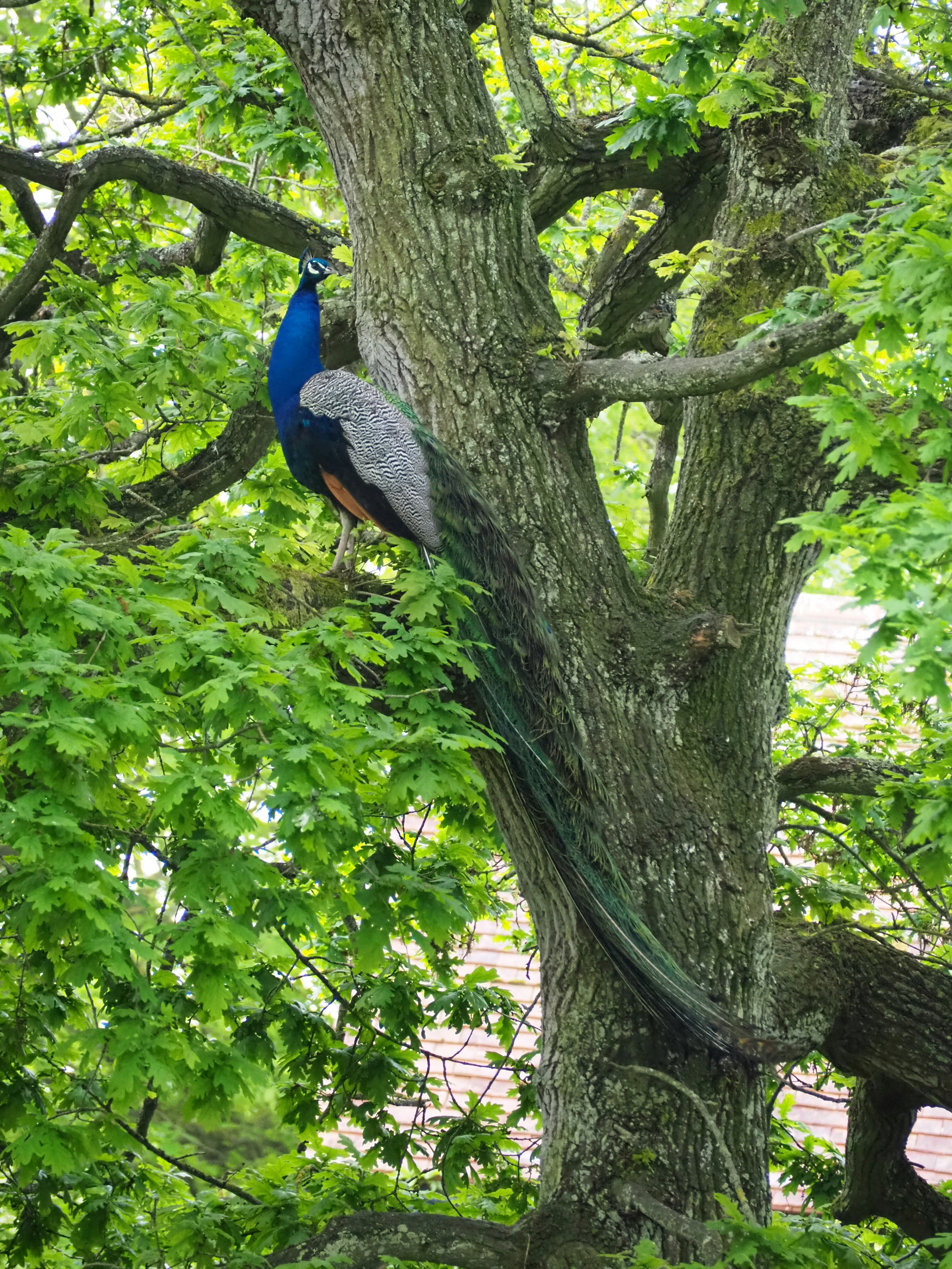 Azure Monarch in the Canopy: A Peacock's Quiet Perch