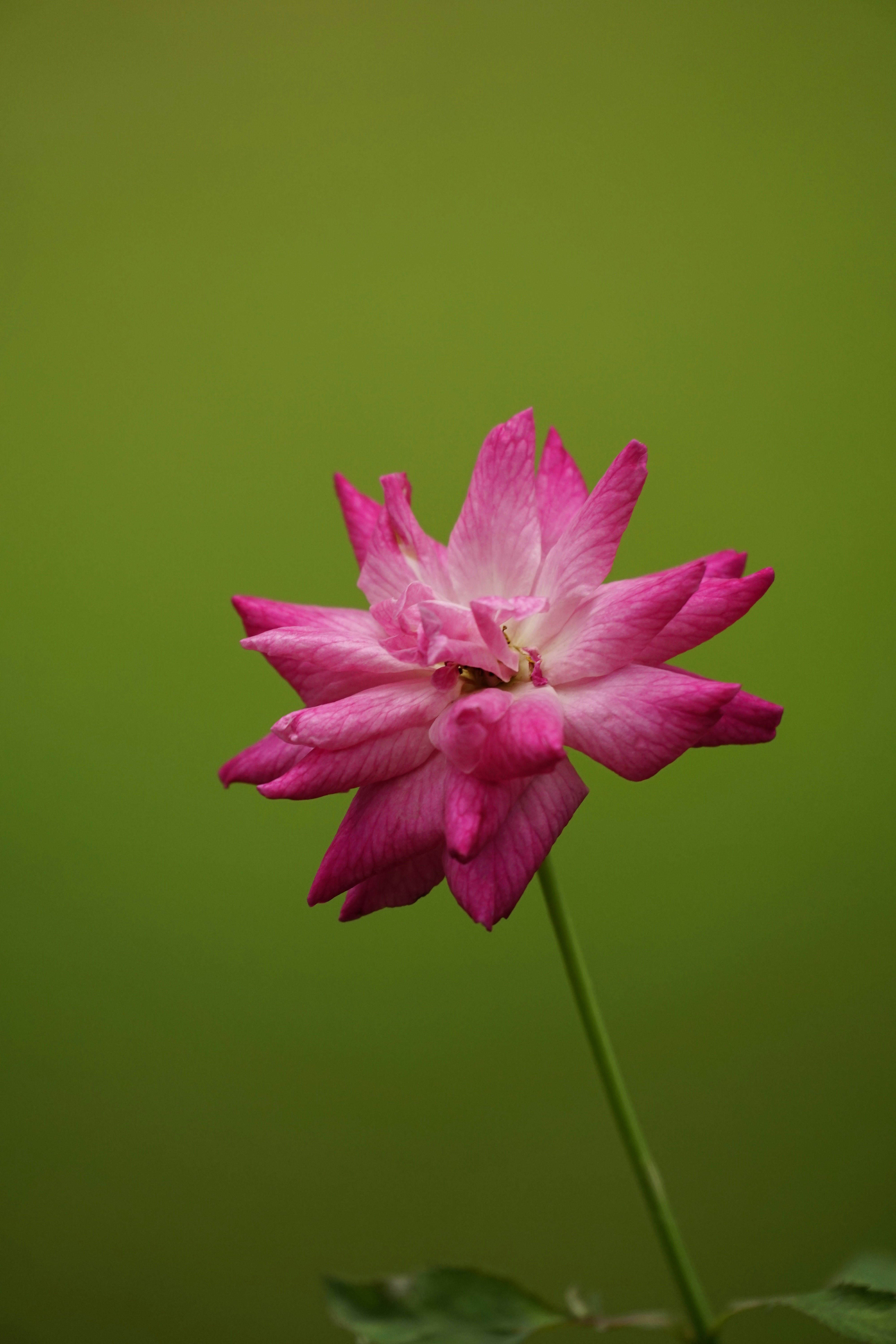 Pink Double-Petaled Bloom on a Delicate Stem Against a Velvet Green Backdrop