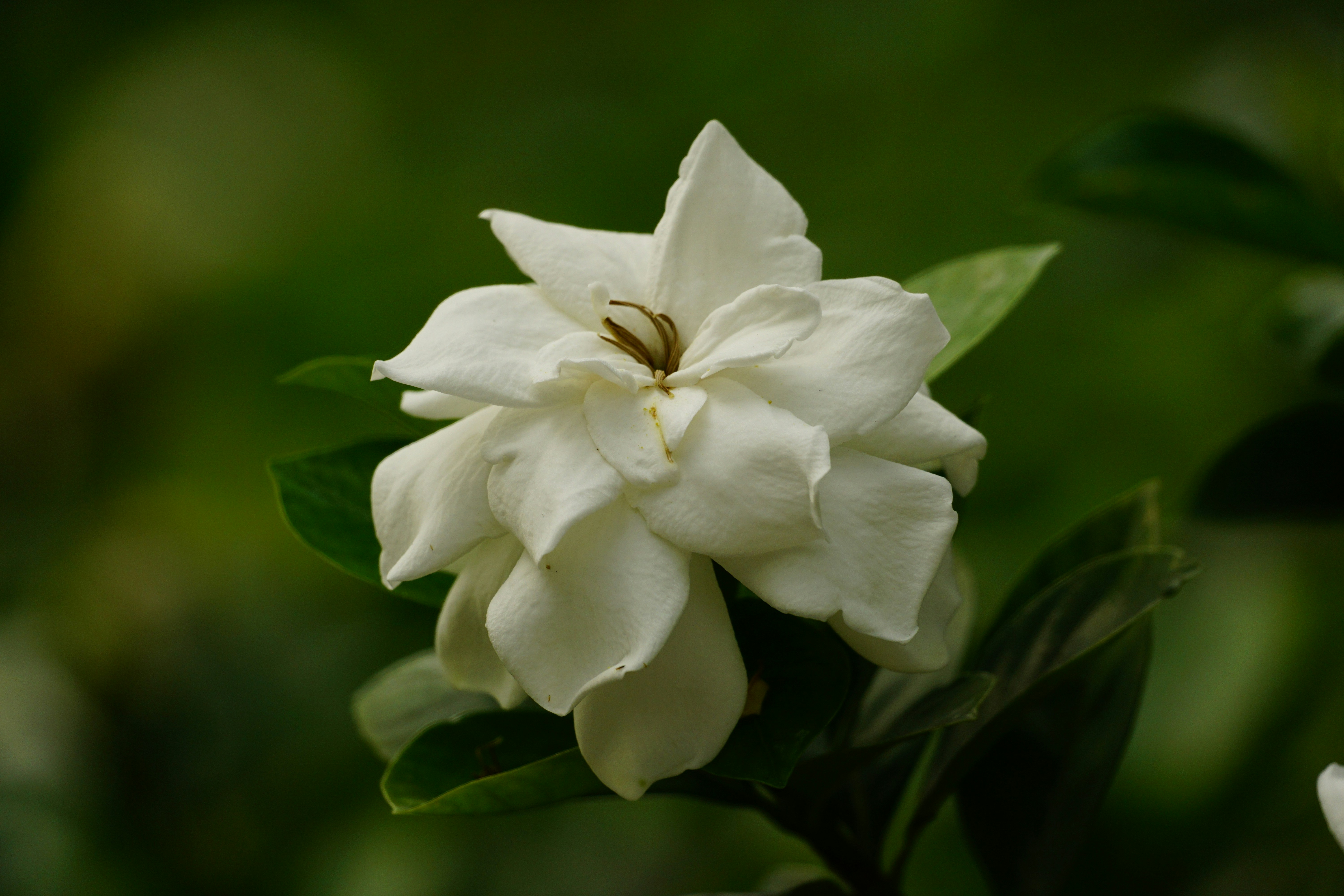 Photo by Duy Le Duc with Sony Alpha 6000