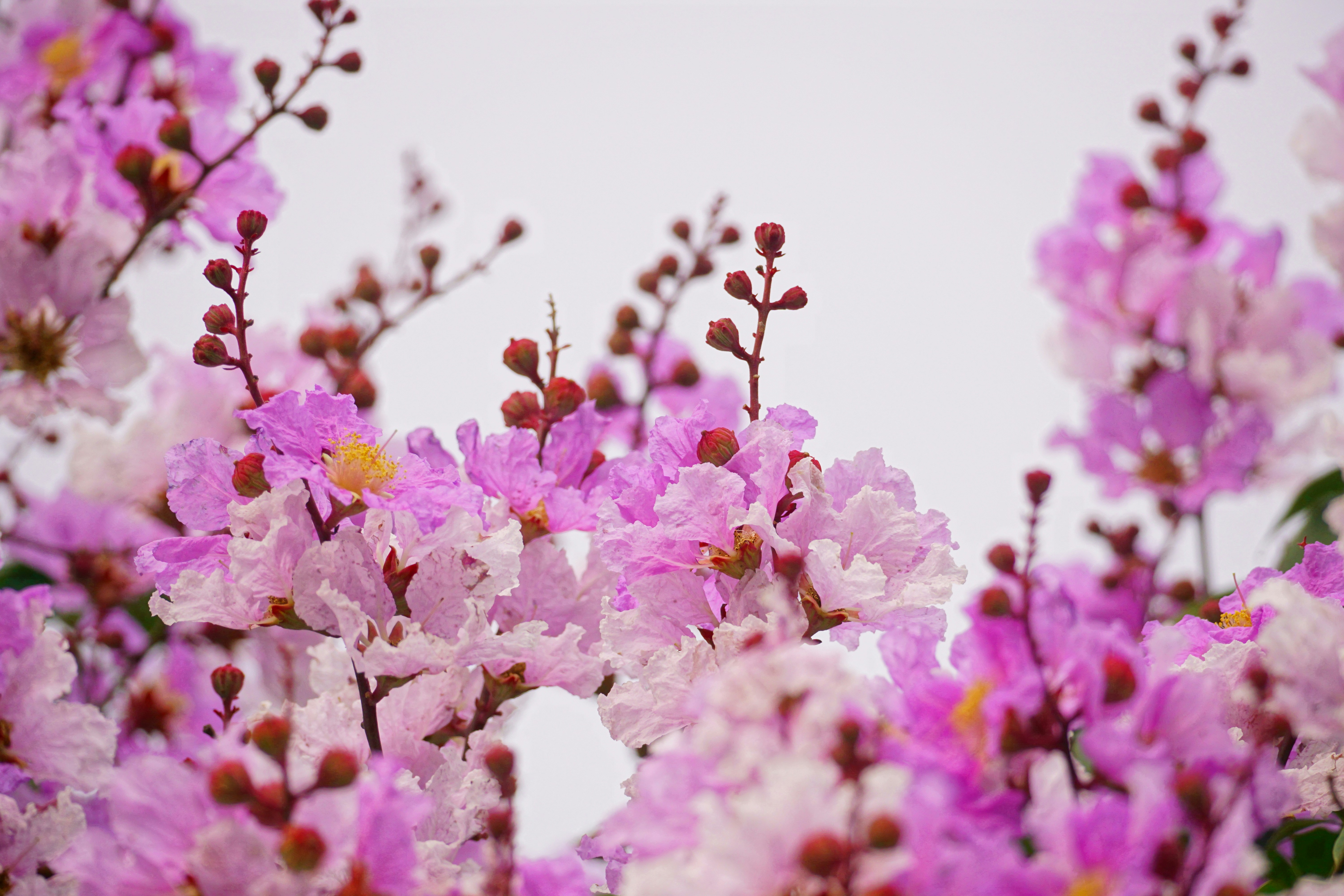 Petal-dusted crepe myrtle in a pastel spring glow