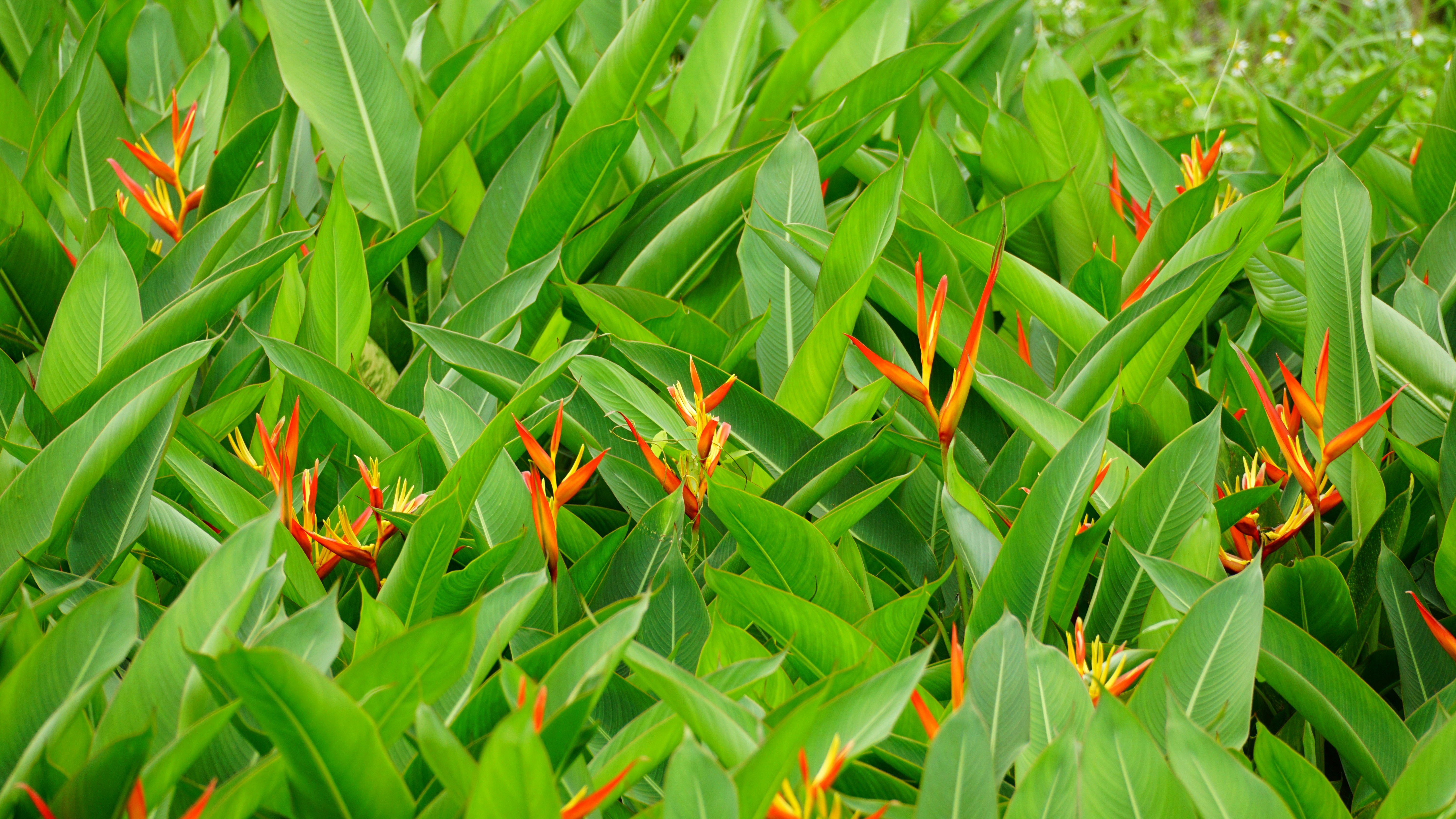 Emerald Canopy with Bird-of-Paradise Blooms
