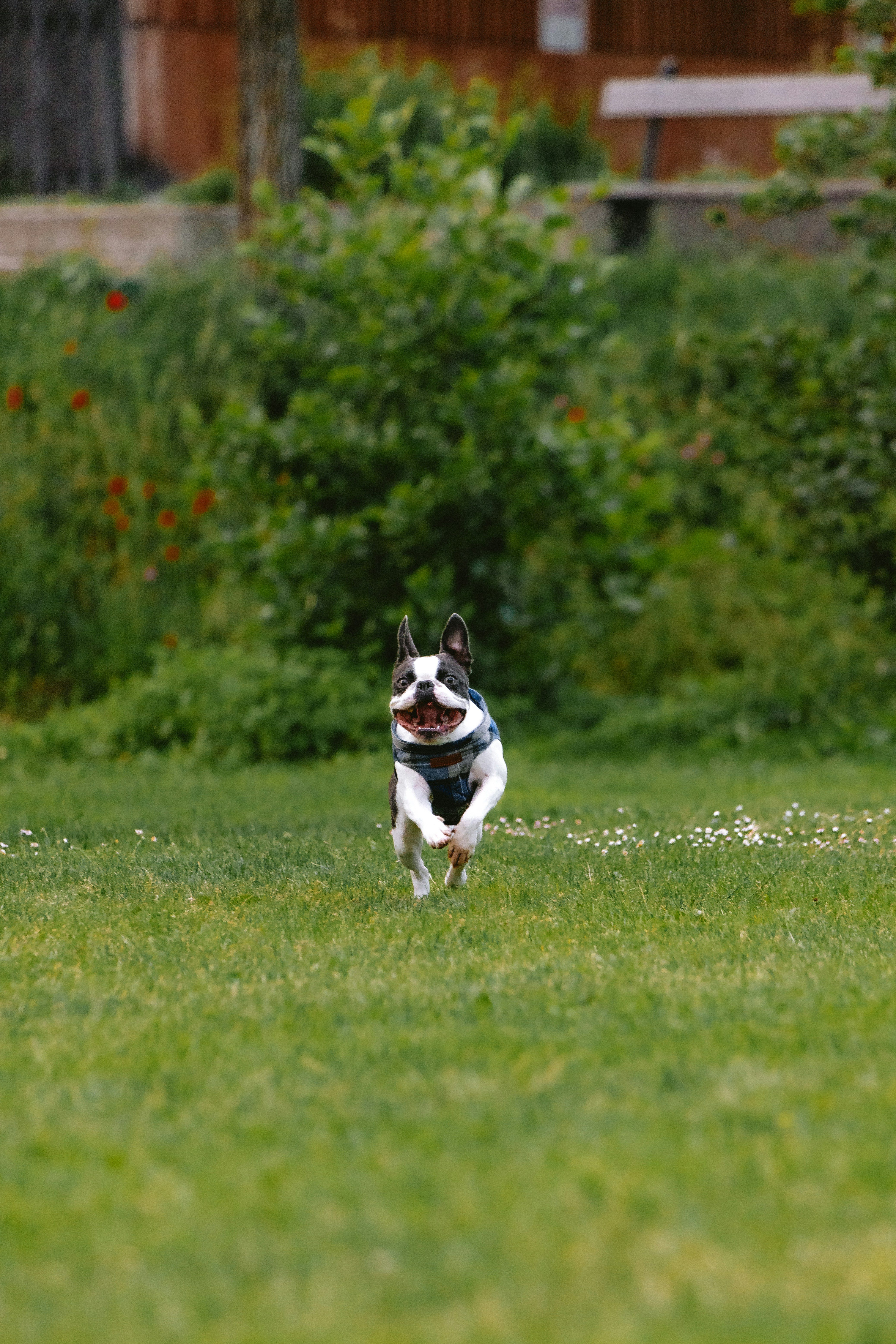 A small dog running across a lush green field photo – Free Green Image ...